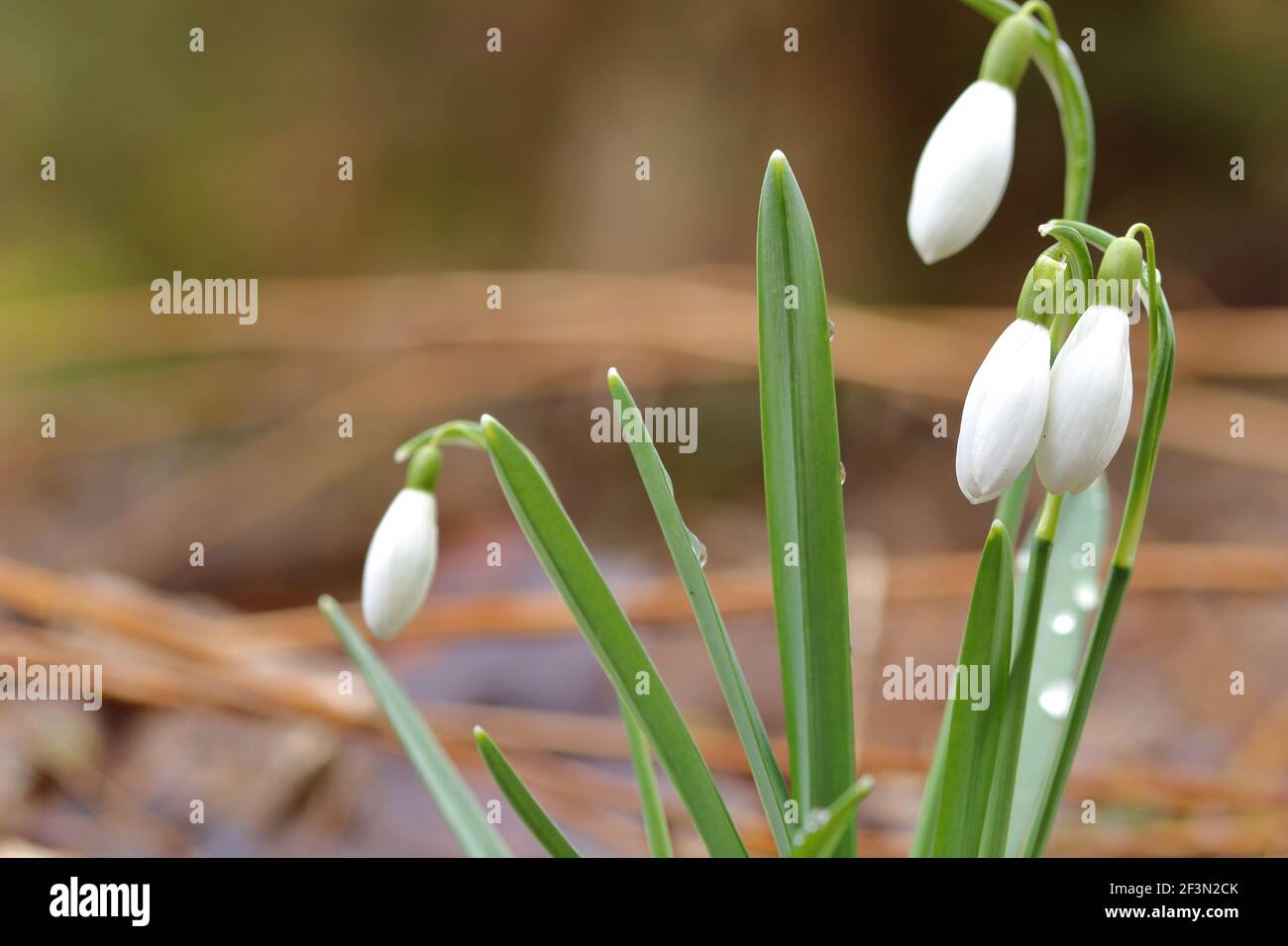 close up of blooming snowdrops on a field Stock Photo - Alamy