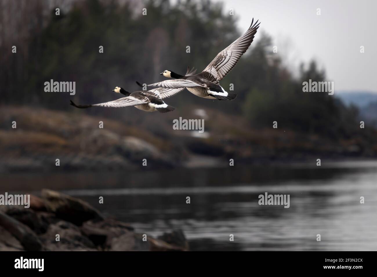Barnacle geese in flight Storoyodden, Fornebu Norway. High quality ...