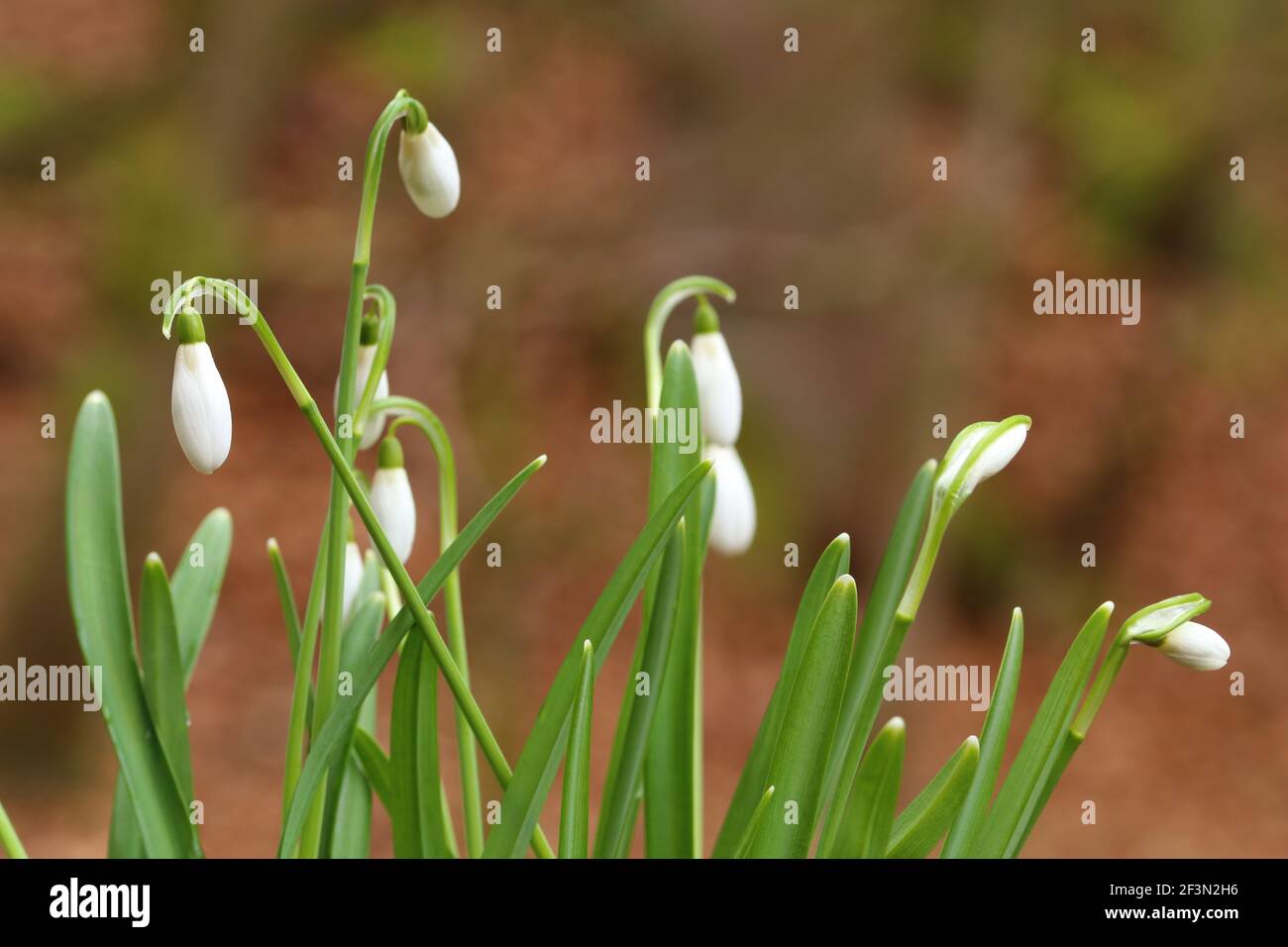 Beautiful snowdrops on blurred background hi-res stock photography and ...