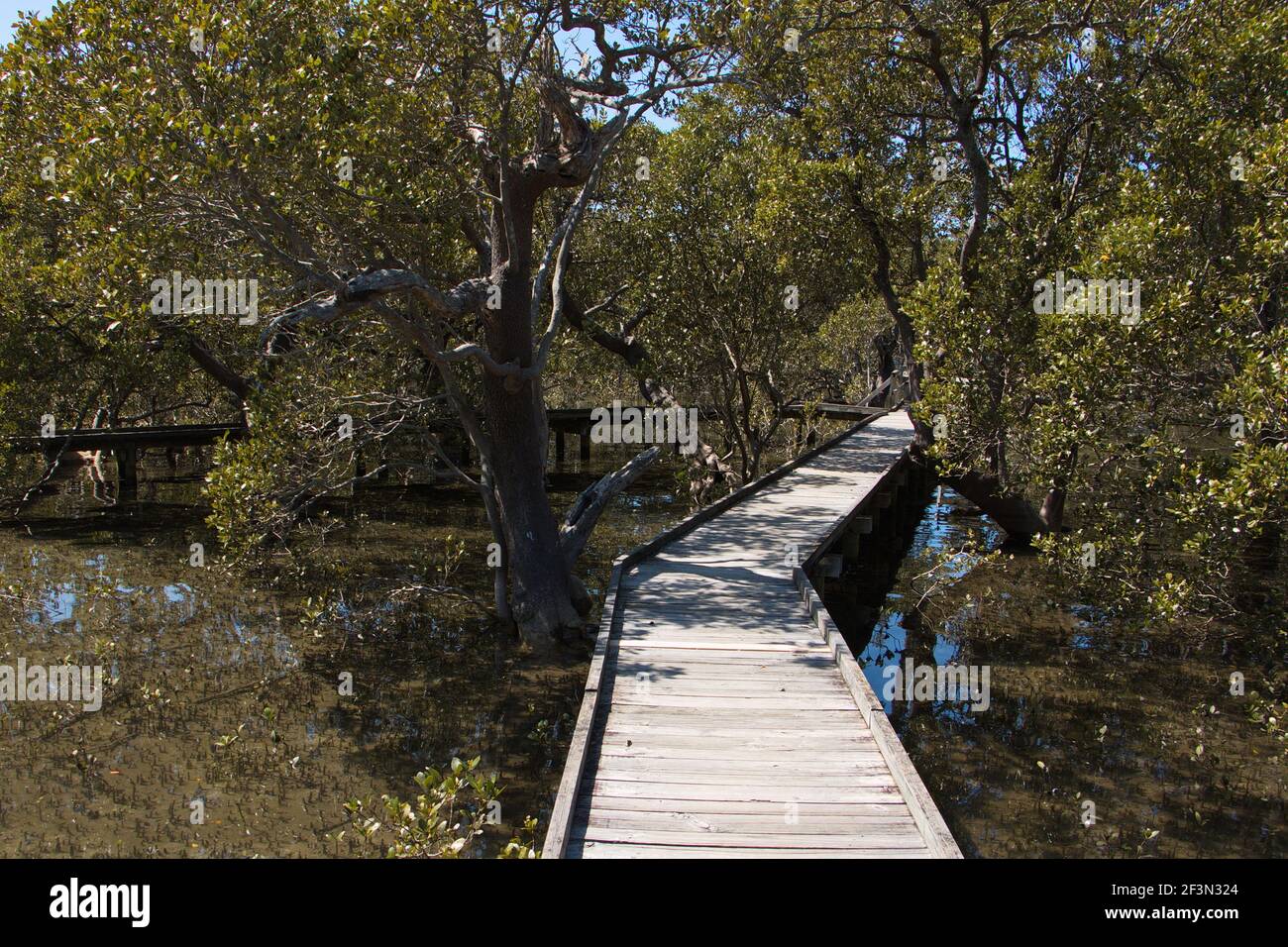 Mangrove Forest in Australia Stock Photo - Alamy