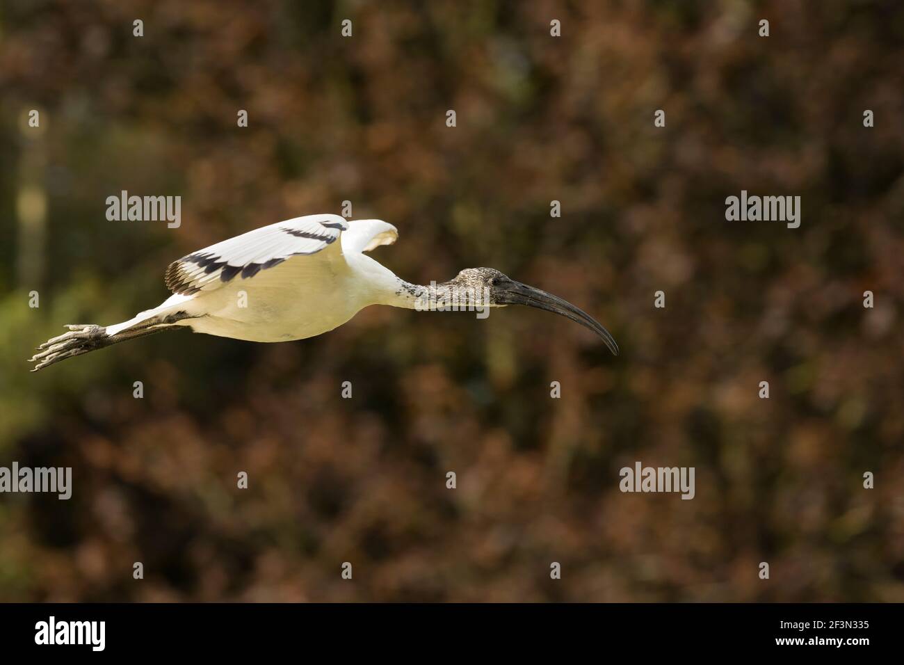 African sacred ibis Threskiornis aethiopicus (captive), in flight, Hawk ...