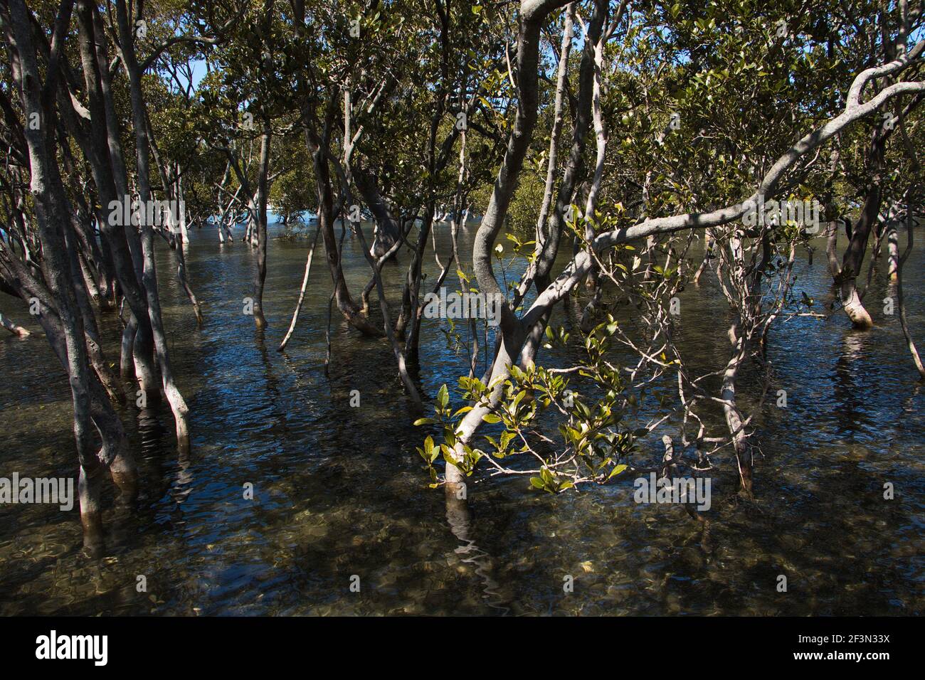 Mangrove Forest in Australia Stock Photo - Alamy
