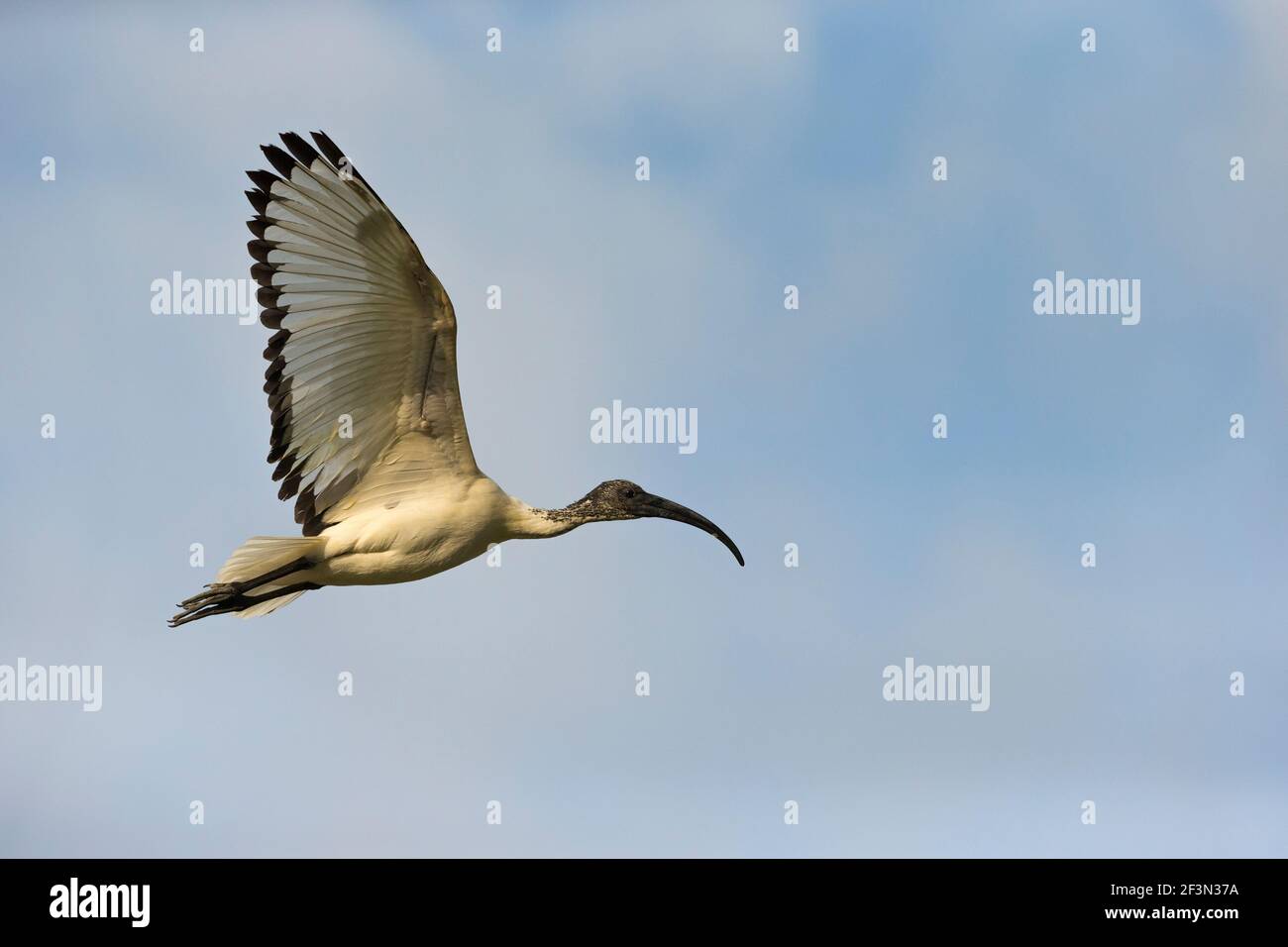 African sacred ibis Threskiornis aethiopicus (captive), in flight, Hawk ...