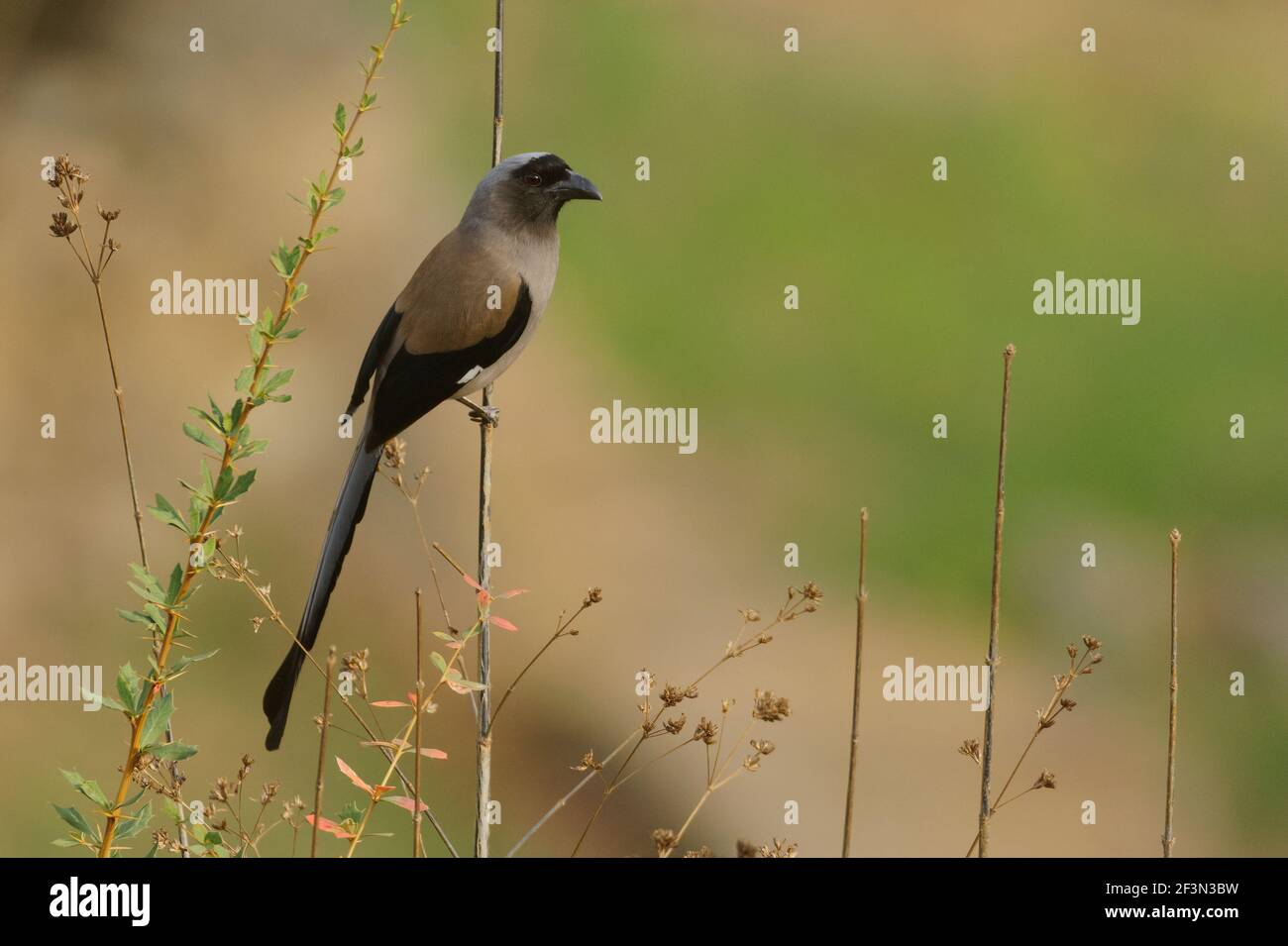 Gray Treepie (Dendrocitta formosae) at Uttarakhand, India Stock Photo ...