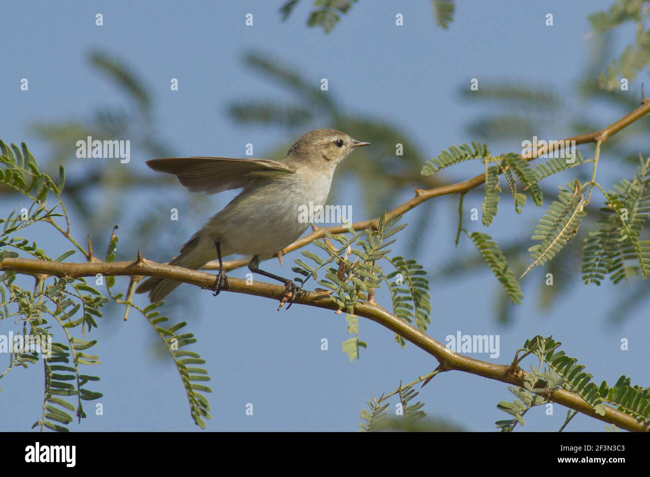 Common Chiffchaff (Phylloscopus collybita Stock Photo - Alamy