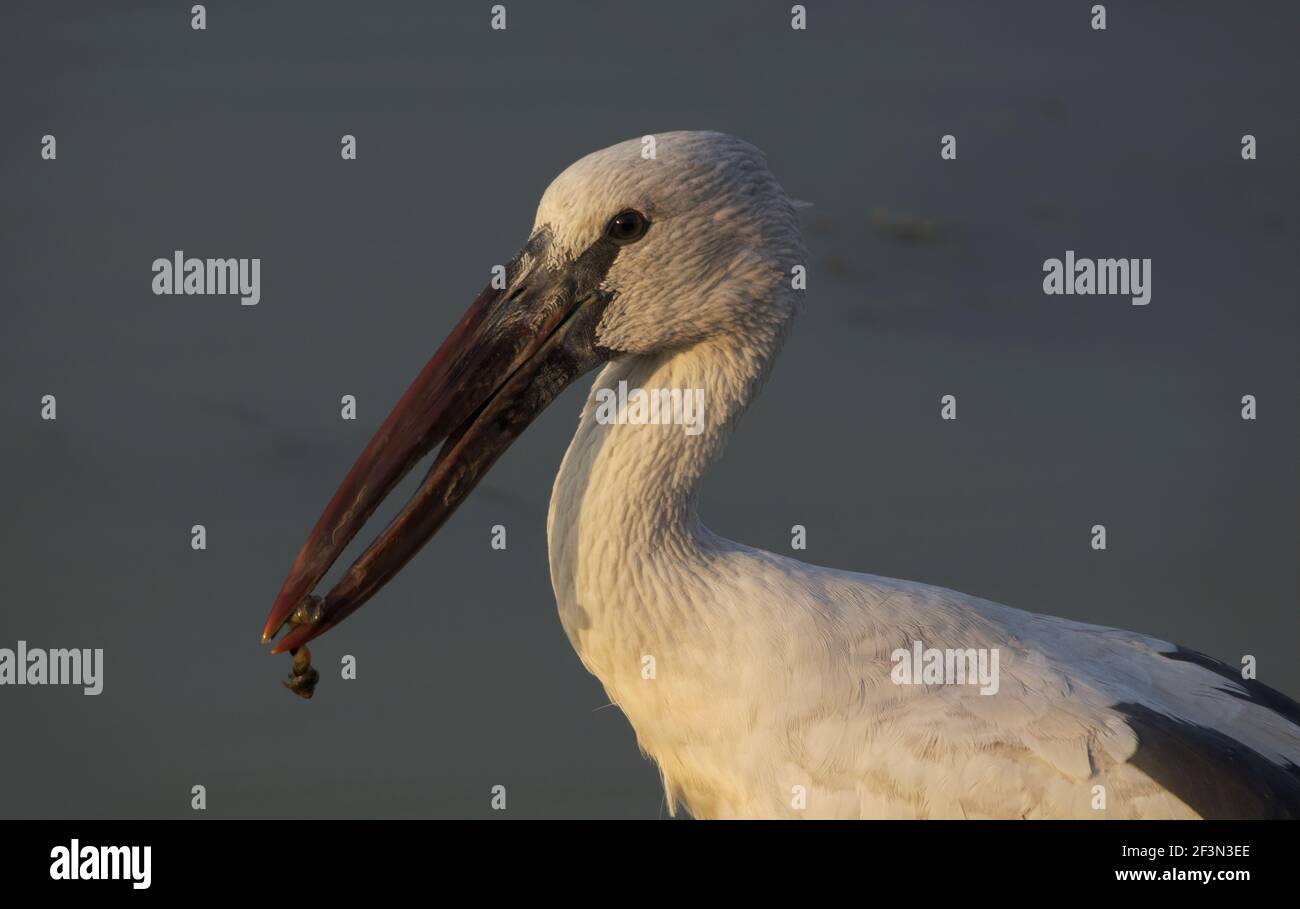 Asian openbill stork (Anastomus oscitans) with snail in it's ...