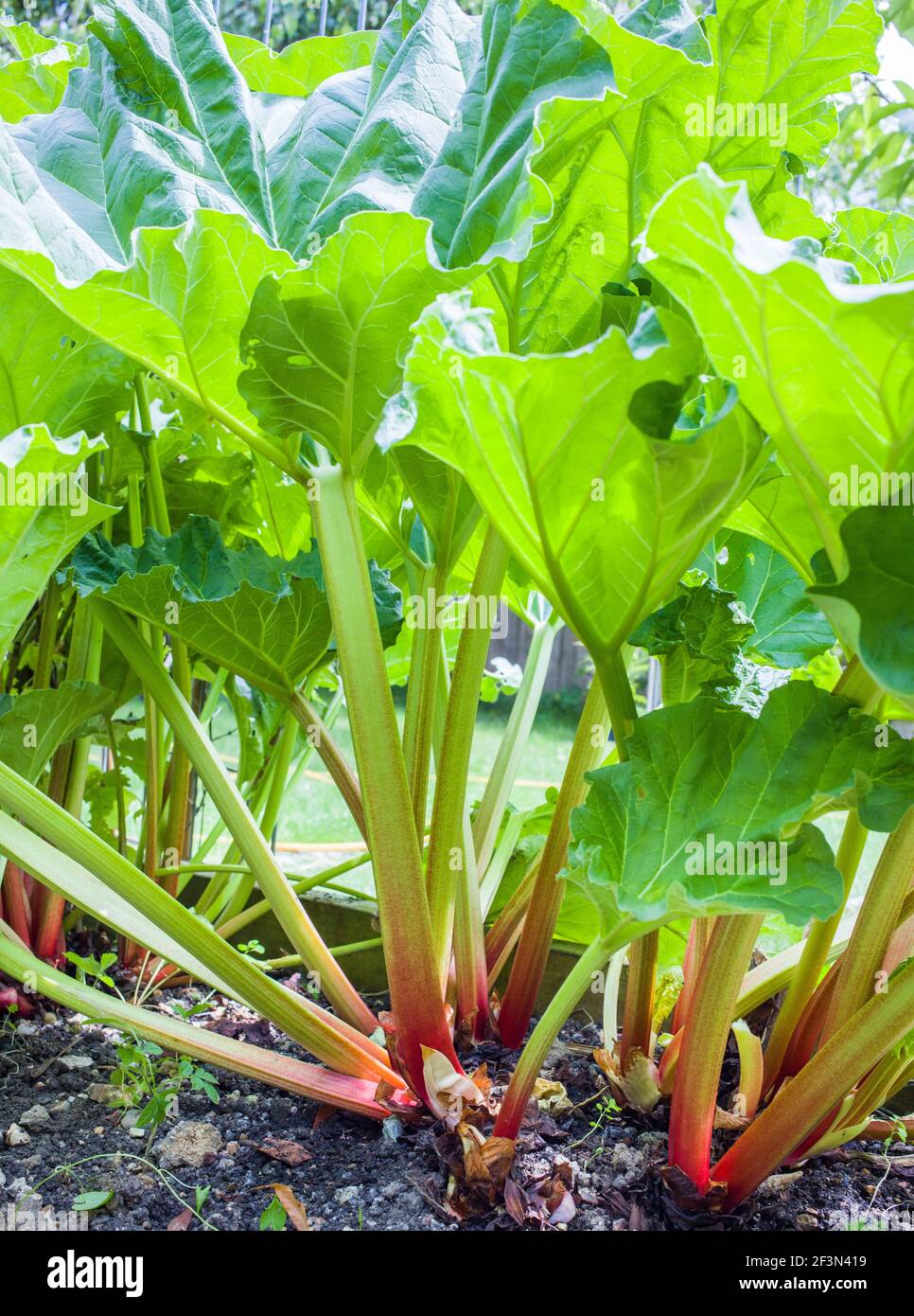 Rhubarb growing in an English garden Stock Photo - Alamy