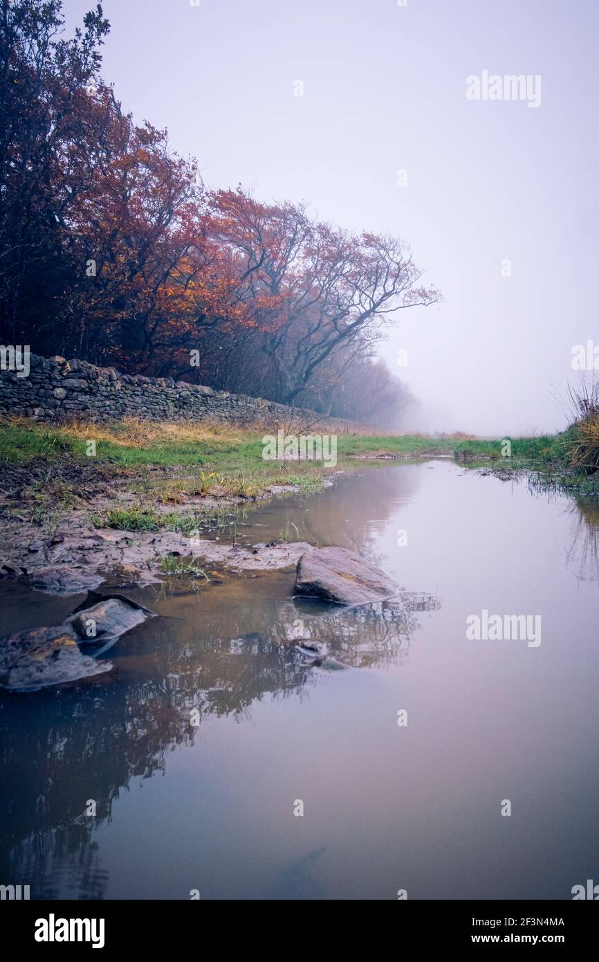 Pool trees hi-res stock photography and images - Alamy