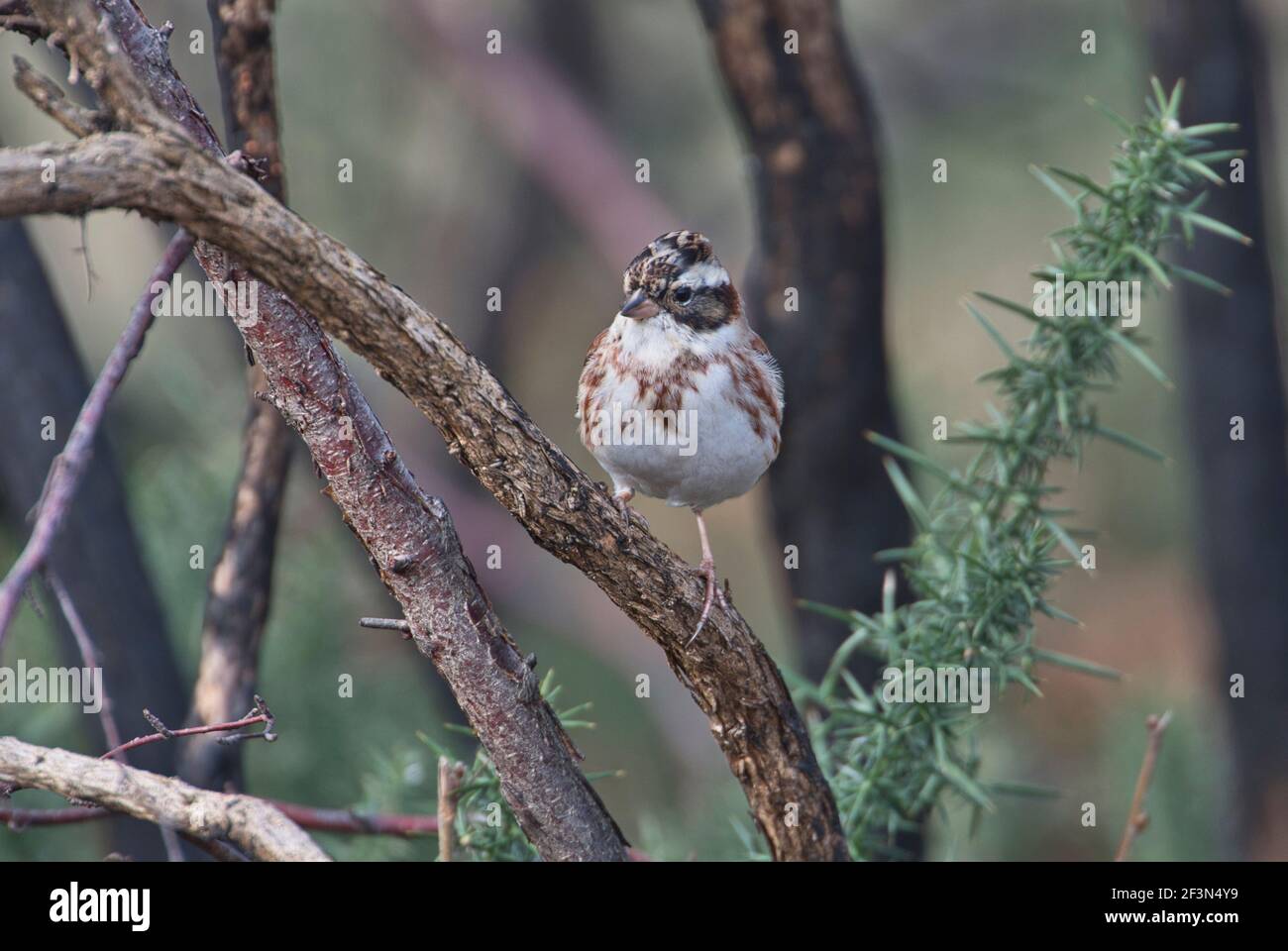 Rustic bunting (Emberiza rustica), first summer male. An overwintering ...