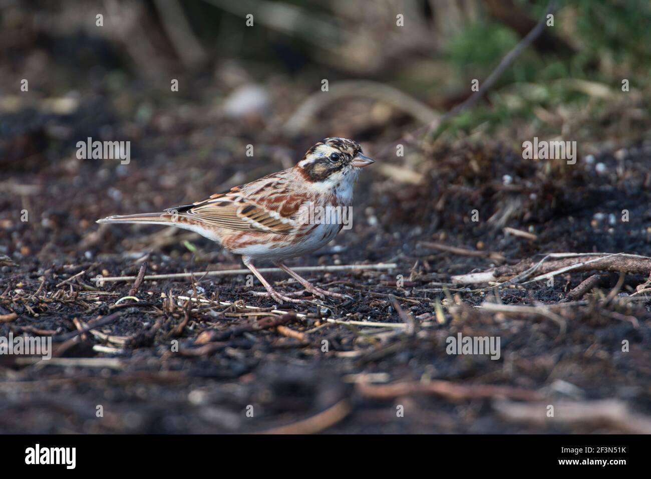 Rustic bunting (Emberiza rustica), first summer male. An overwintering ...