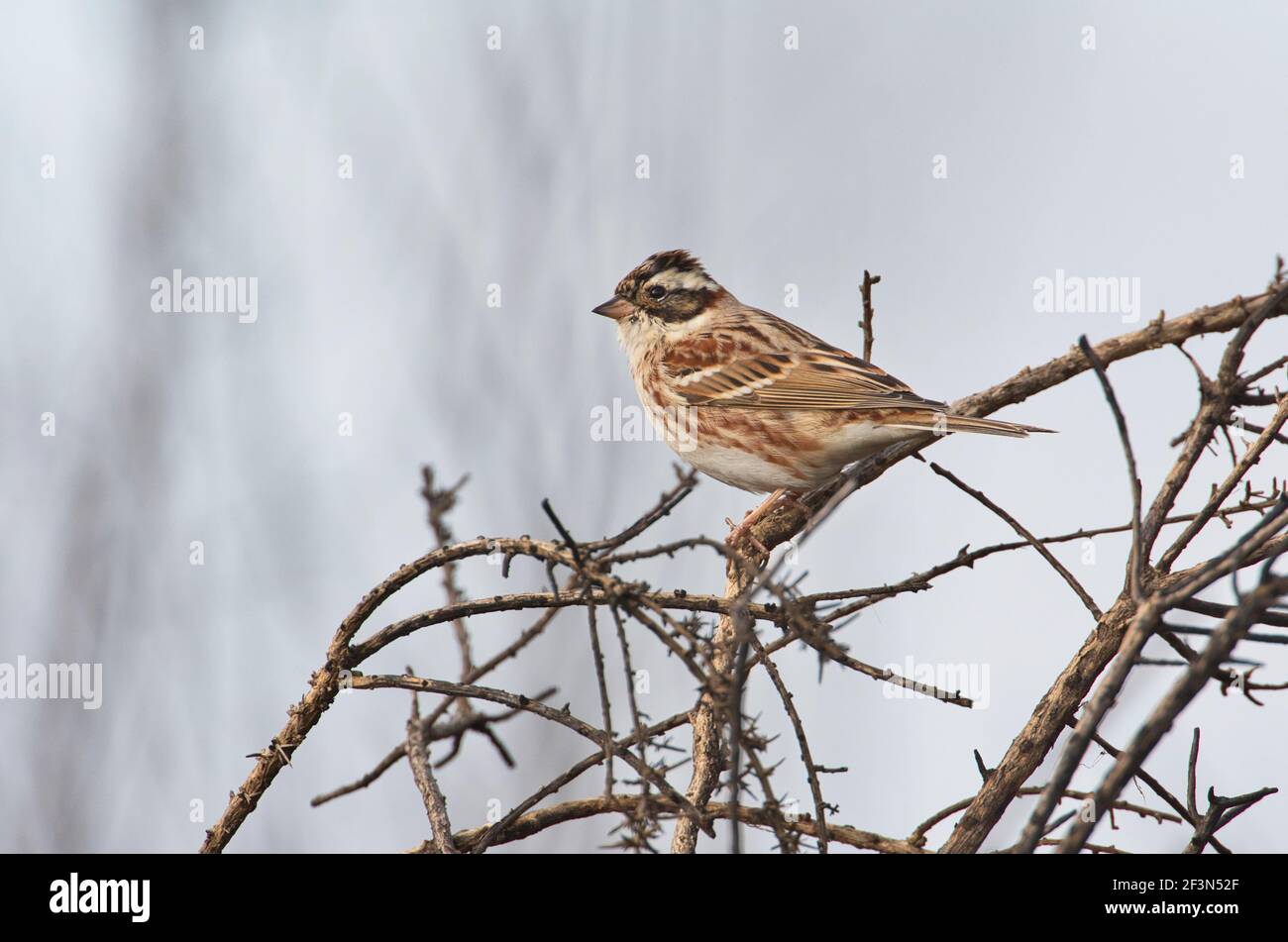Rustic bunting (Emberiza rustica), first summer male. An overwintering ...