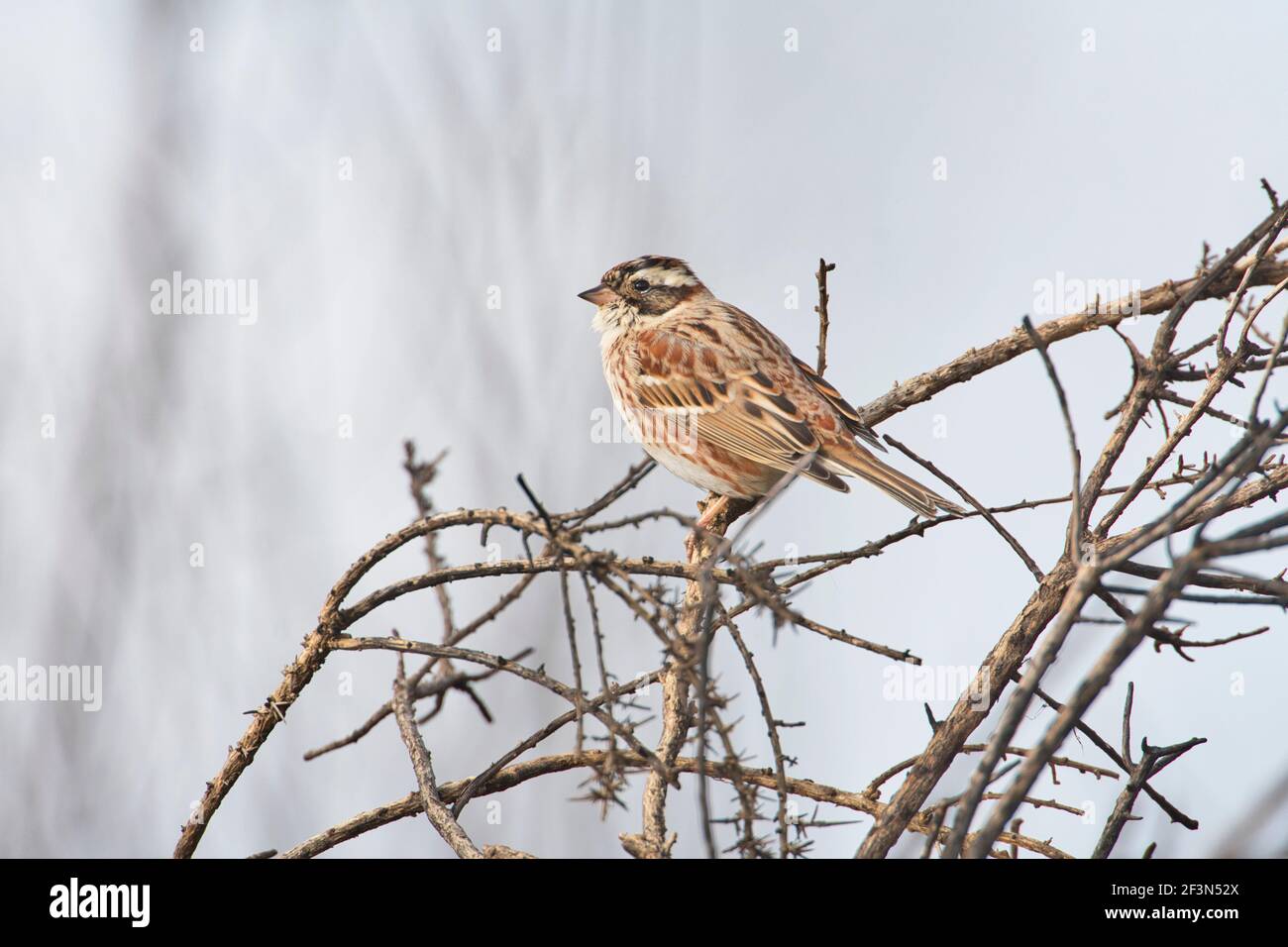 Rustic bunting (Emberiza rustica), first summer male. An overwintering ...