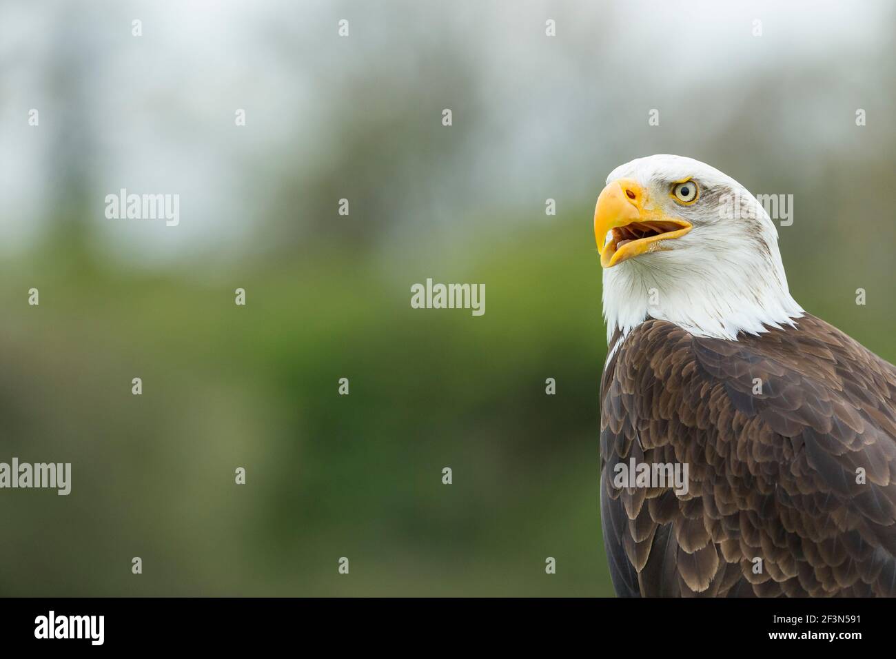 Bald eagle Haliaeetus leucocephalus (captive), female, head profile ...