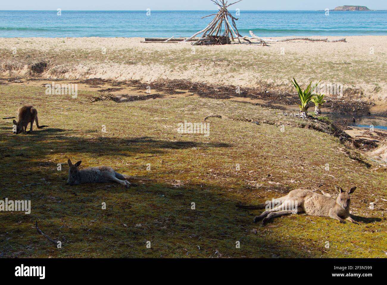 Wallabies on Pebbly Beach at Murramarang National Park in Australia ...