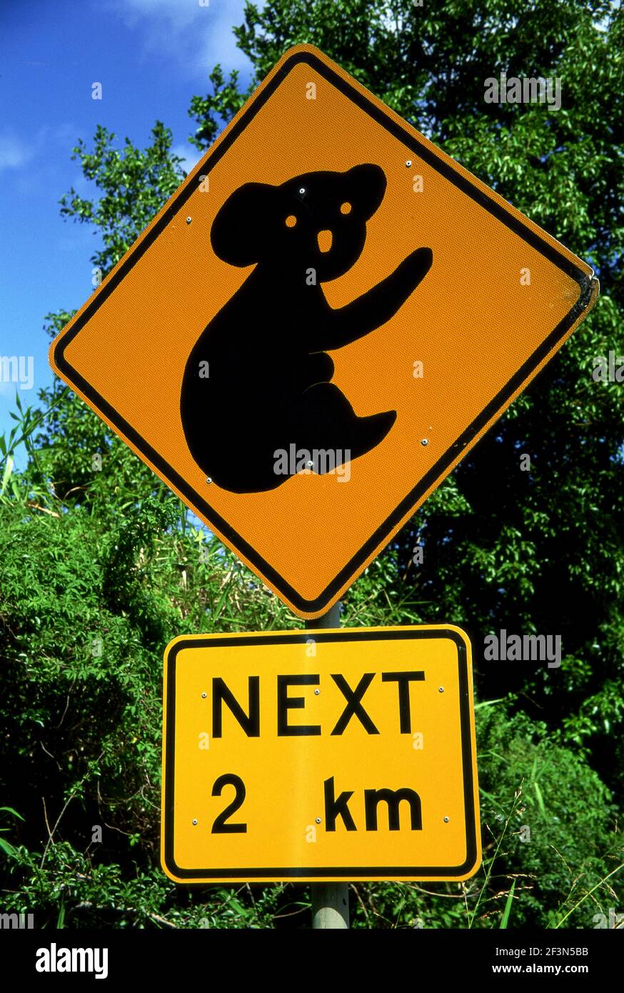 Koala sign road yellow hi-res stock photography and images - Alamy