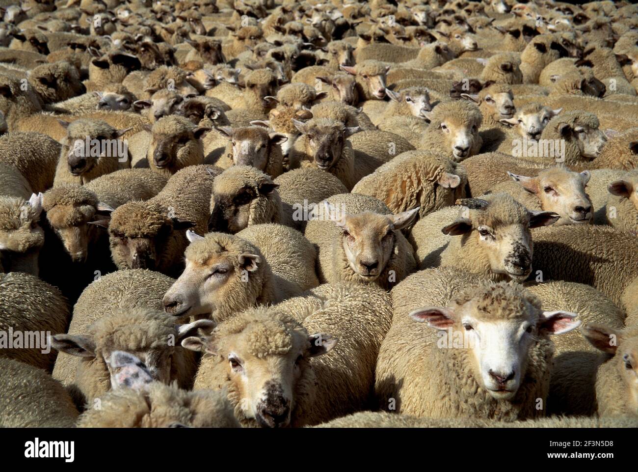 Mass of sheep ready for sale, Fjordland, South Island, New Zealand ...