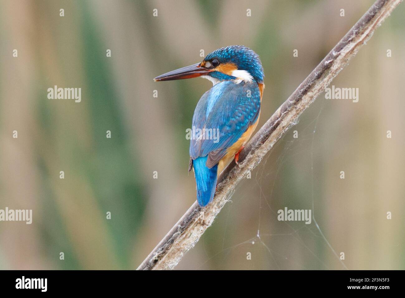 Alcedo atthis india hi-res stock photography and images - Alamy