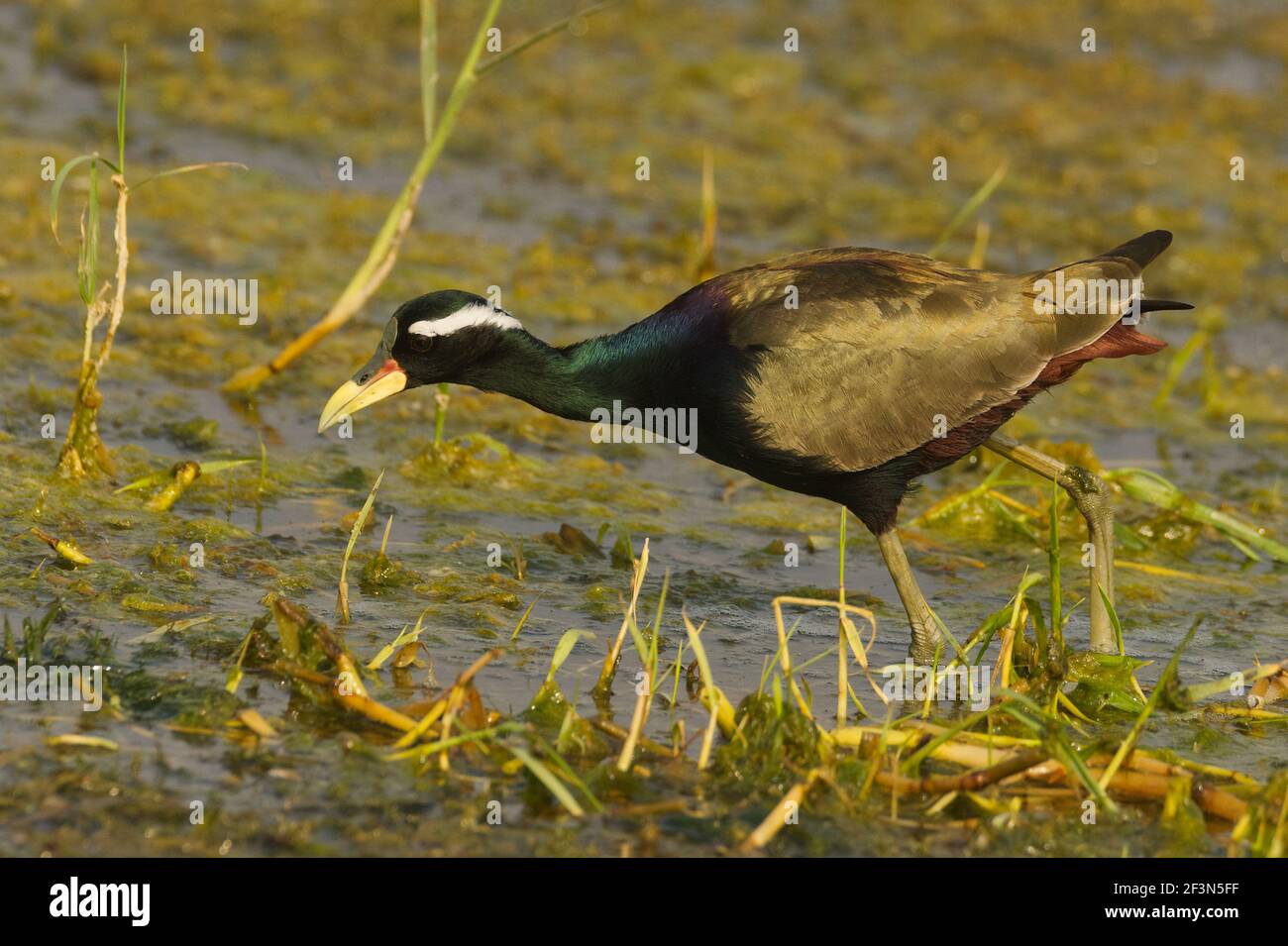Bronze-winged Jacana (Metopidius indicus) at Gujarat, India Stock Photo ...