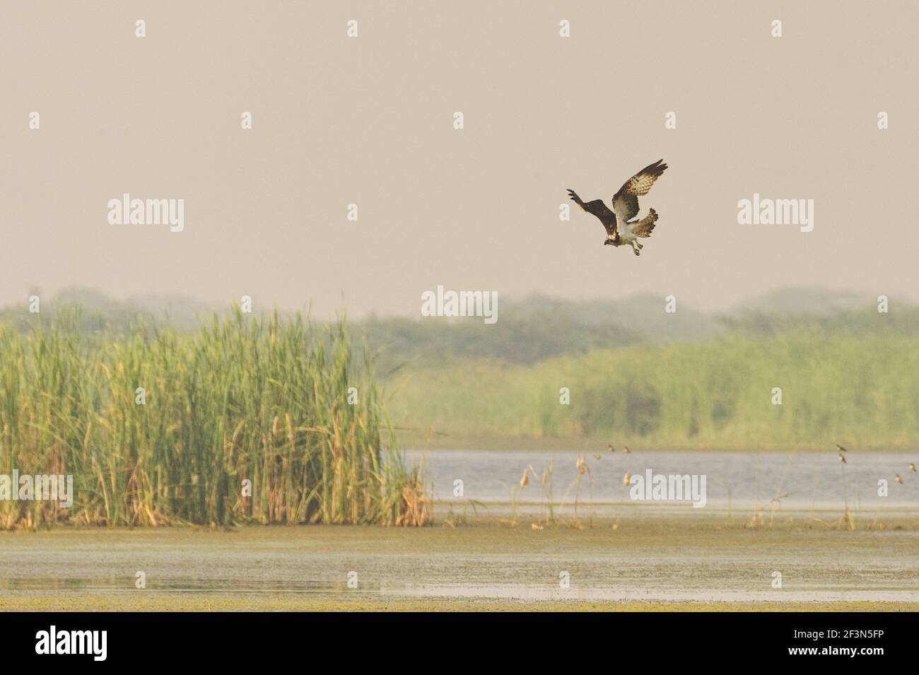 Osprey (Pandion haliaetus) at Kheda, Gujarat, India Stock Photo - Alamy