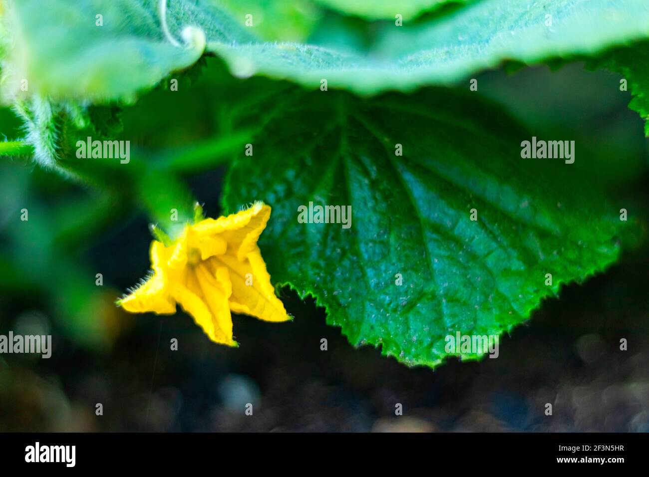 Yellow cucumber flower in the garden. Close-up of a blooming cucumber ...