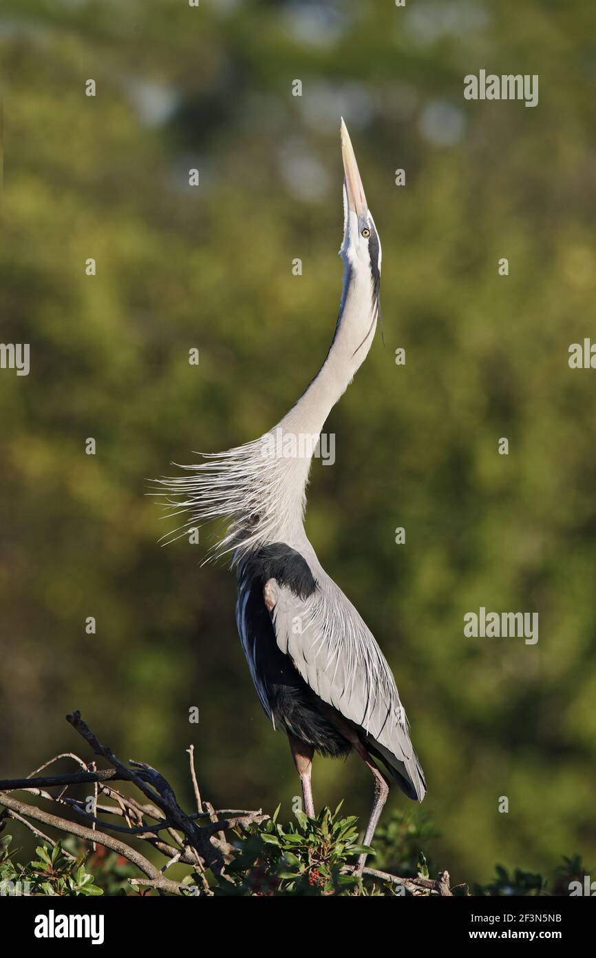 Ardea herodias display hi-res stock photography and images - Alamy