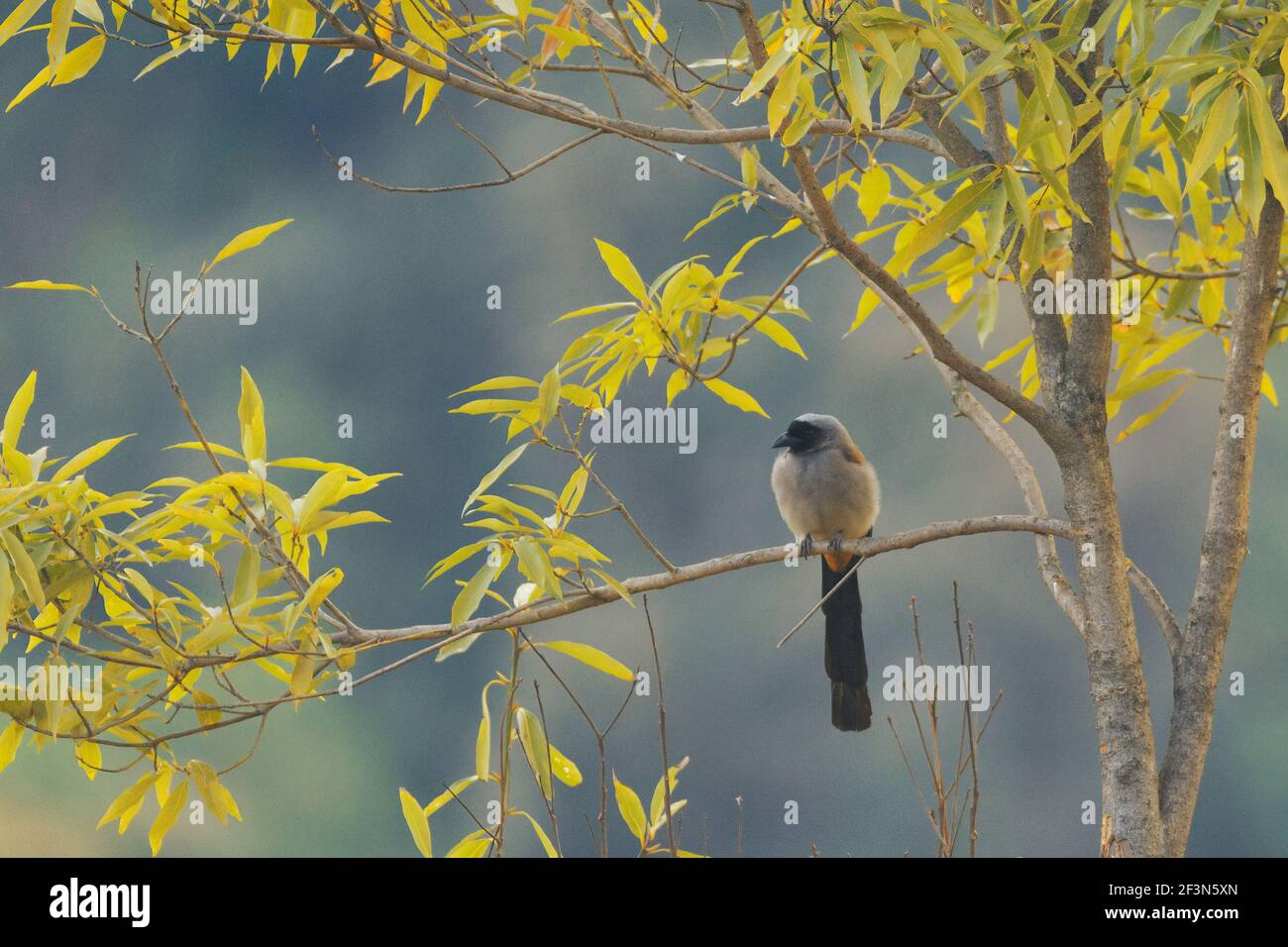 Gray Treepie (Dendrocitta formosae) at Uttarakhand, India Stock Photo ...