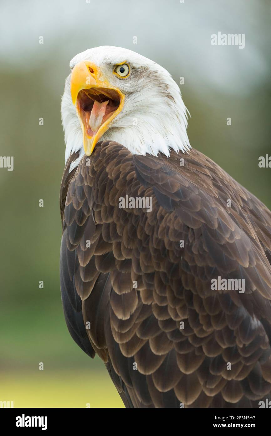 Bald eagle Haliaeetus leucocephalus (captive), female, head profile ...