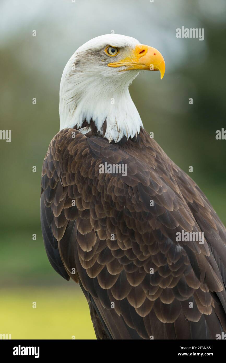 Bald eagle Haliaeetus leucocephalus (captive), female, head profile ...