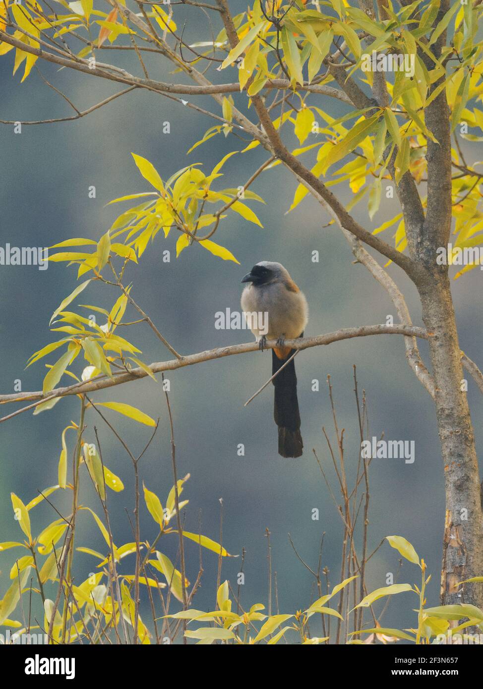 Gray Treepie (Dendrocitta formosae) at Uttarakhand, India Stock Photo ...