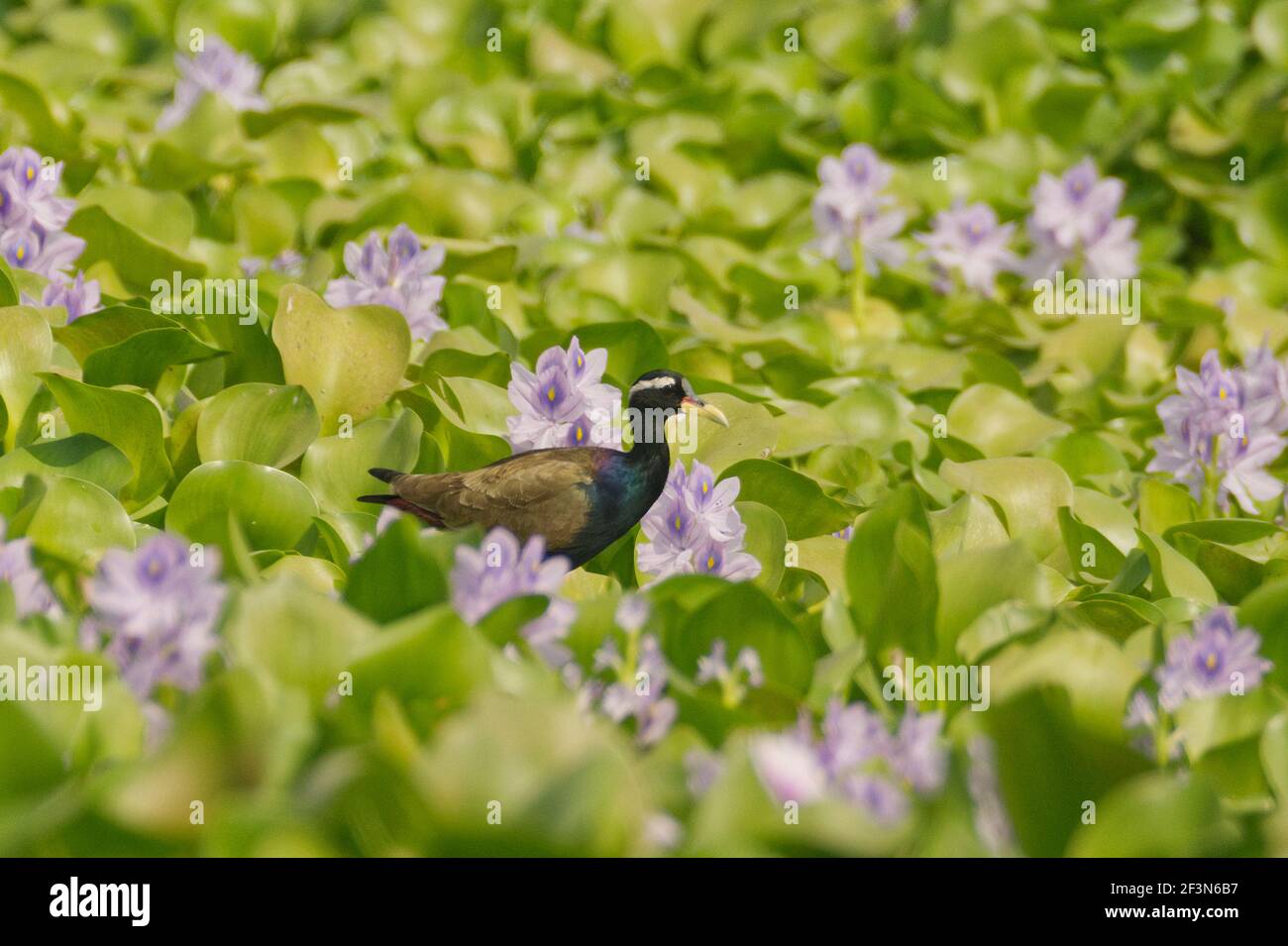 Jacana bird india hi-res stock photography and images - Alamy