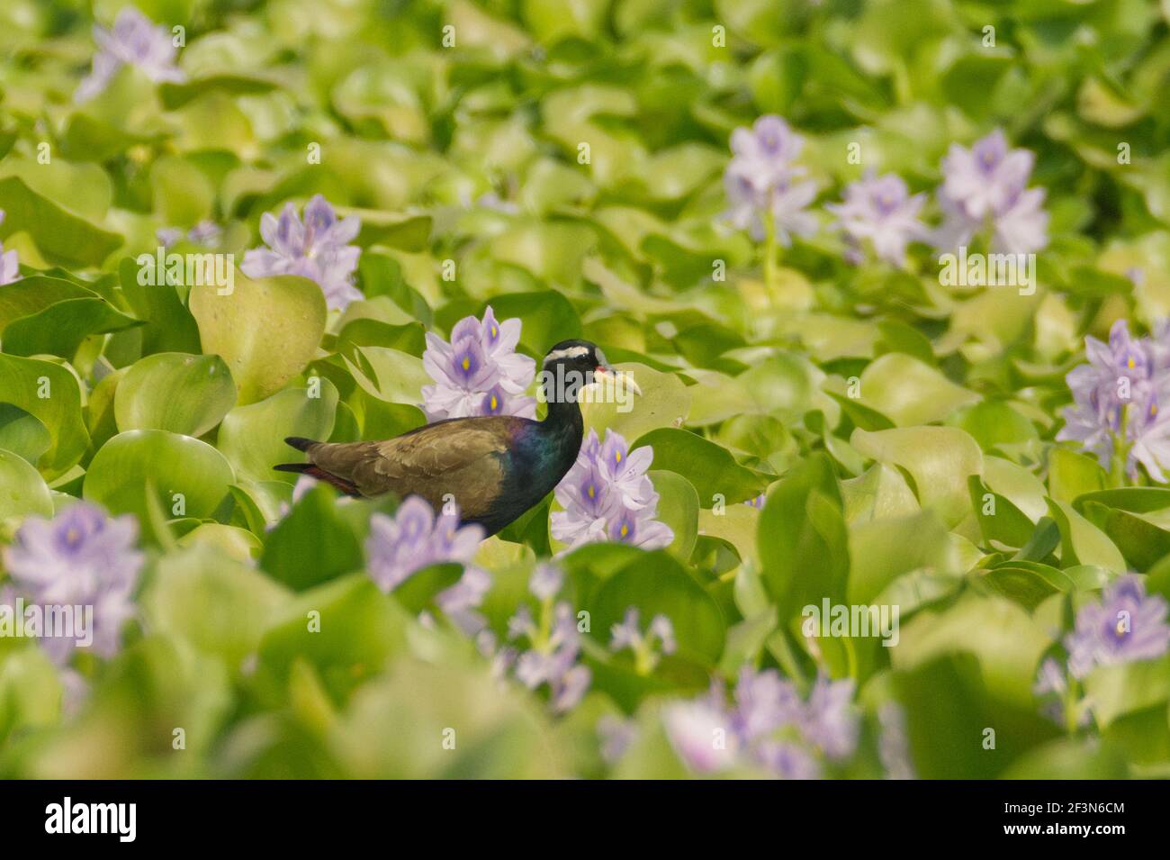 Bronze-winged Jacana (Metopidius indicus) at Gujarat, India Stock Photo ...