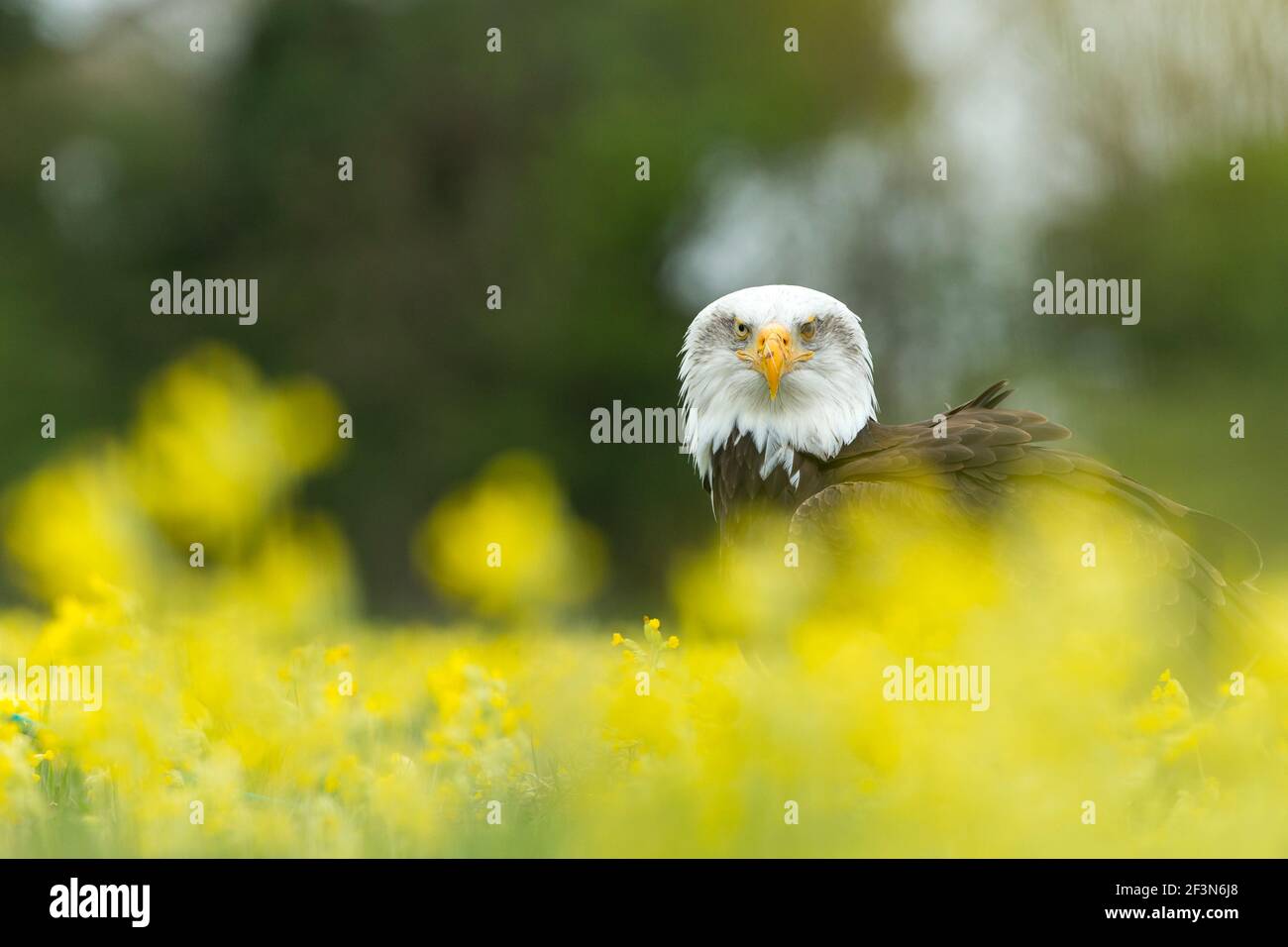 The hawk conservancy trust andover hi-res stock photography and images ...