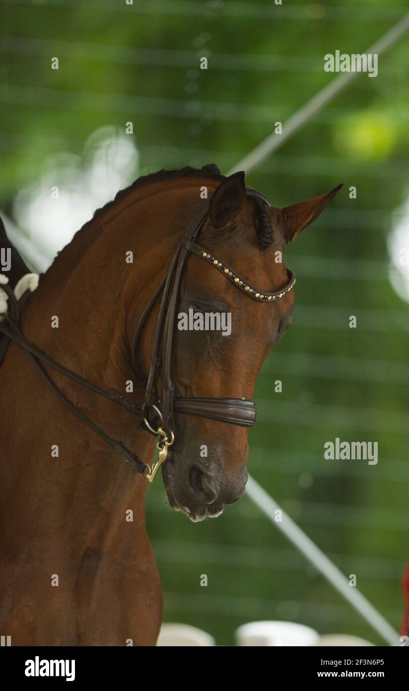 portrait of dressage horse head shot with dressage double bridle ...