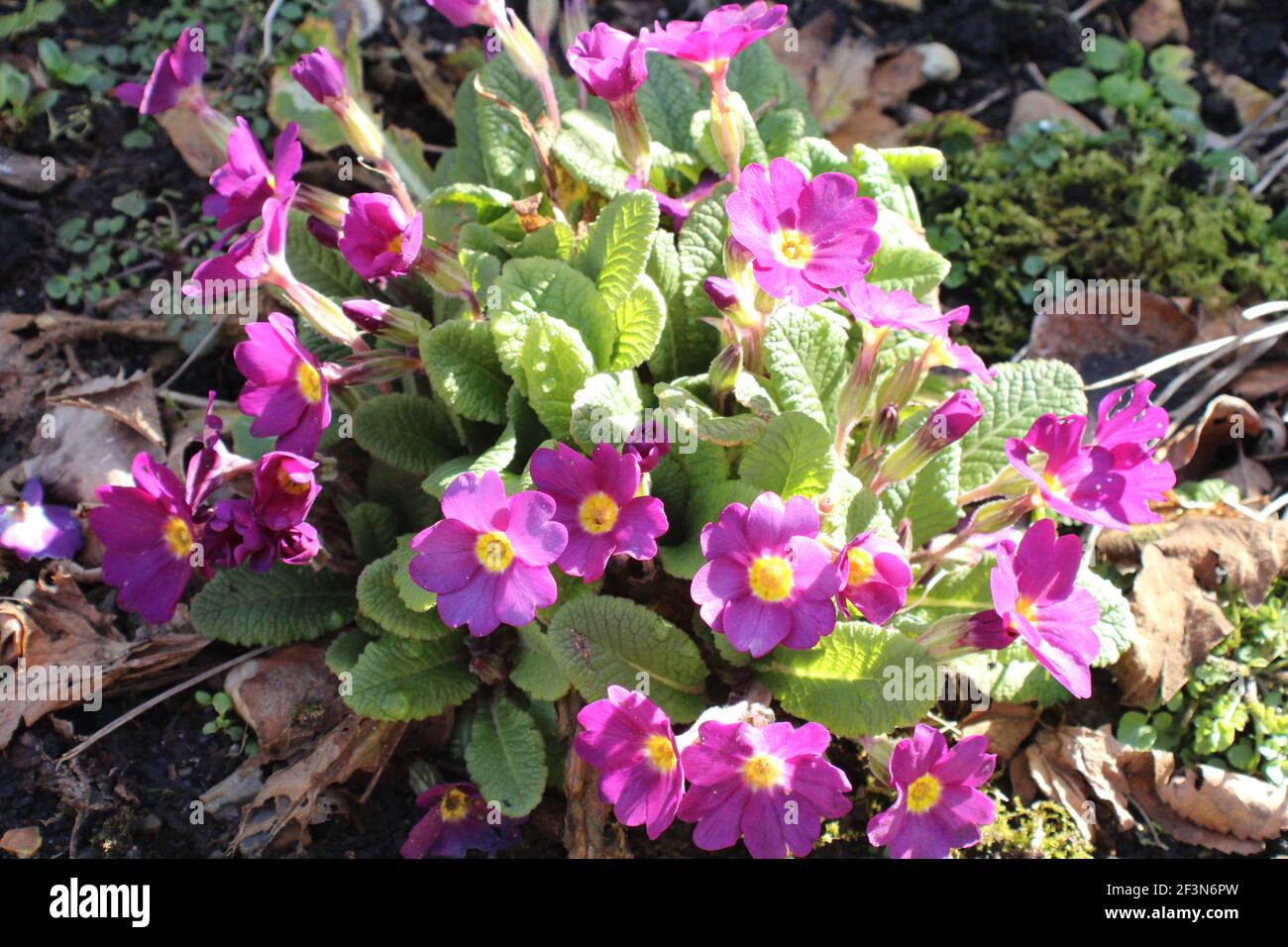 Violet Primrose High Resolution Stock Photography and Images - Alamy