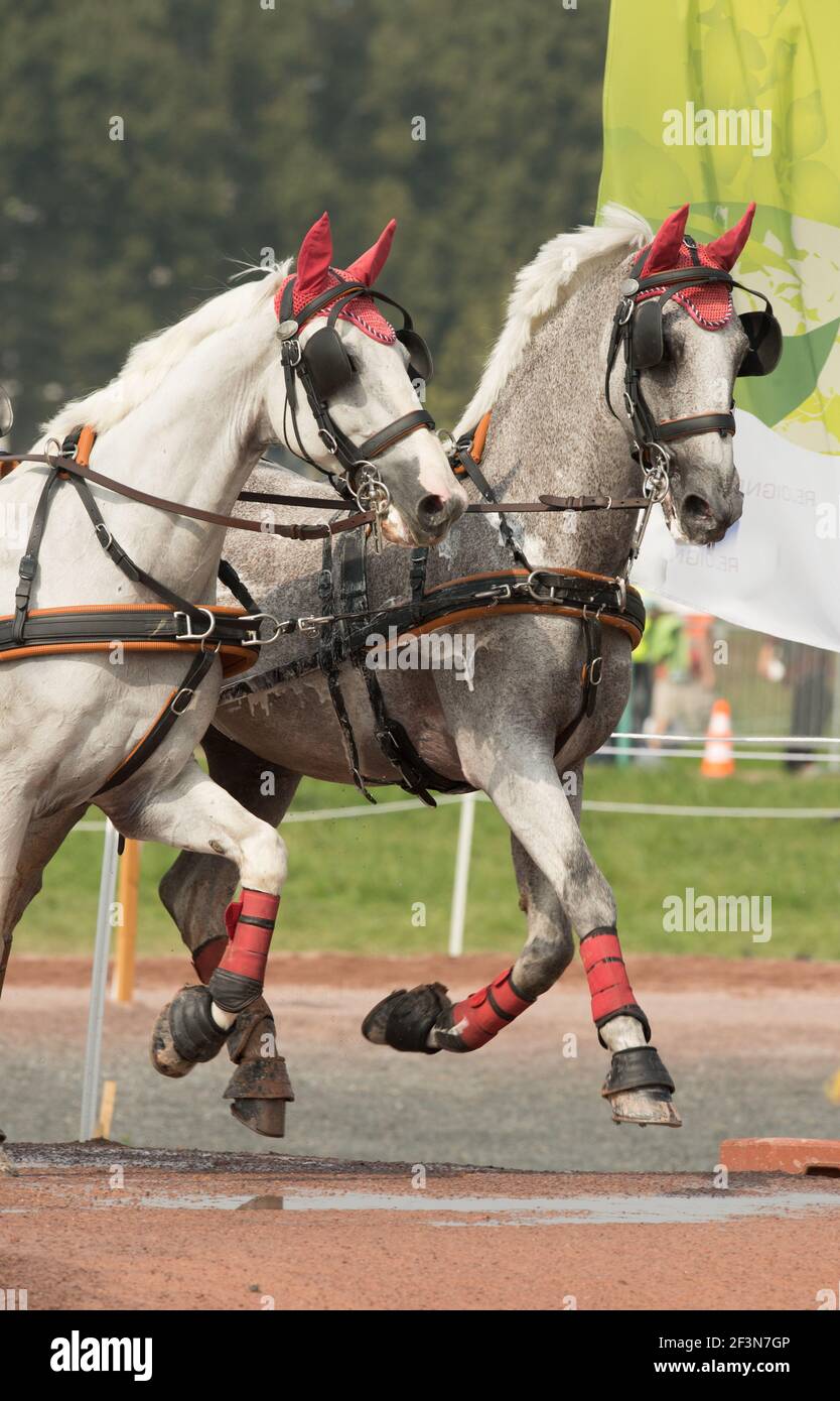 team of white driving horses in harness running in water hazard at ...