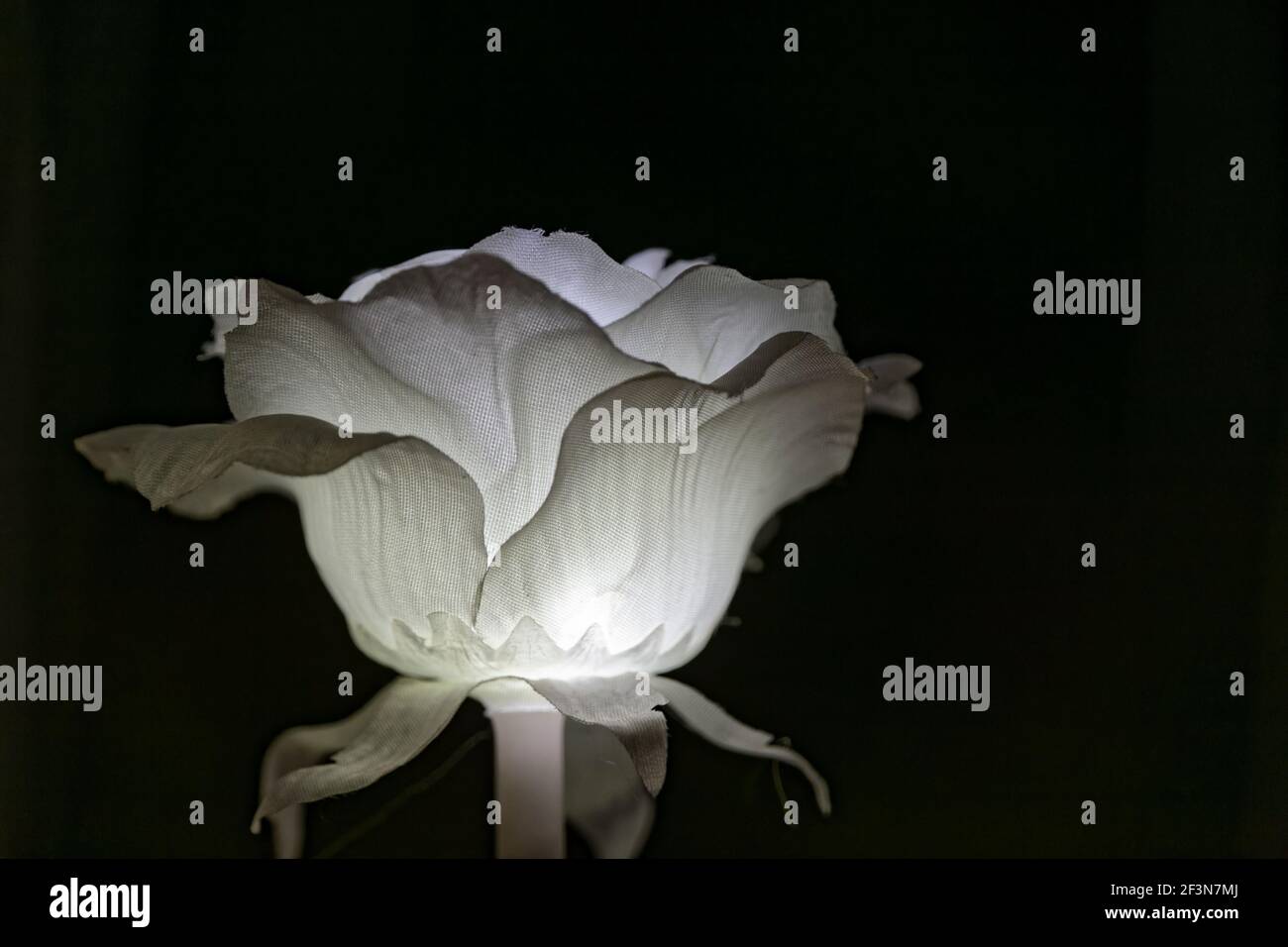 Rose Night Light High Resolution Stock Photography and Images - Alamy