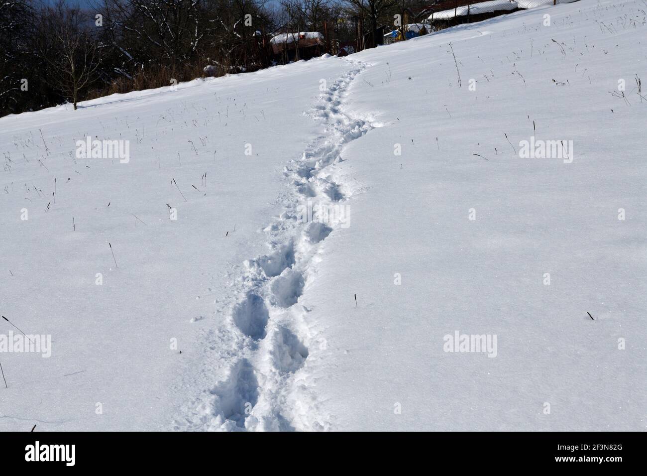 Human footprints in deep snow in winter Stock Photo - Alamy