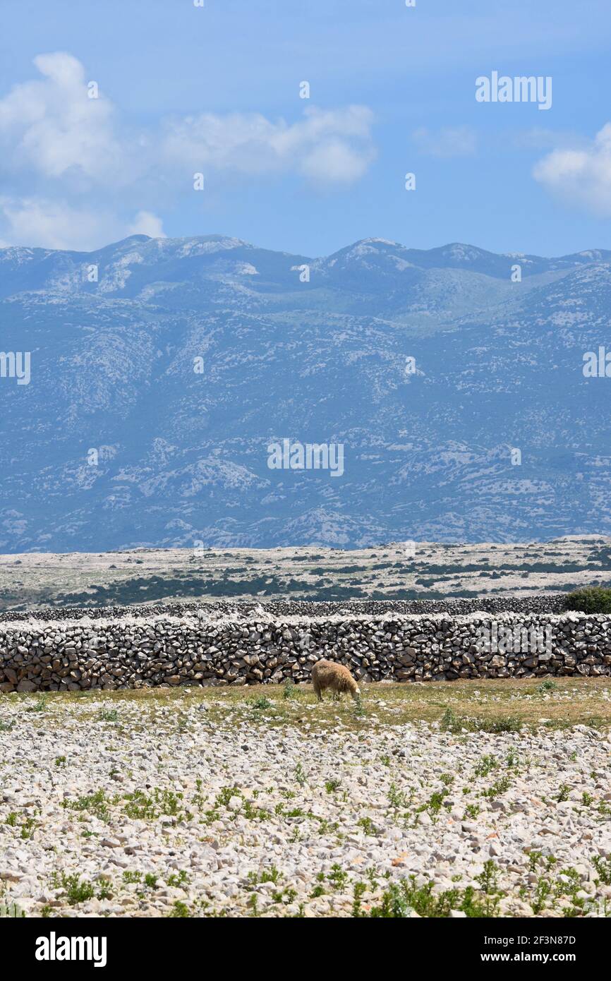 Native sheep hi-res stock photography and images - Alamy