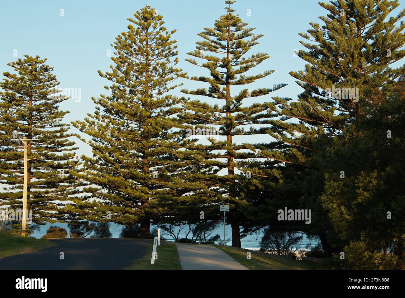 Trees on the beach in Tuross Head in Australia Stock Photo - Alamy
