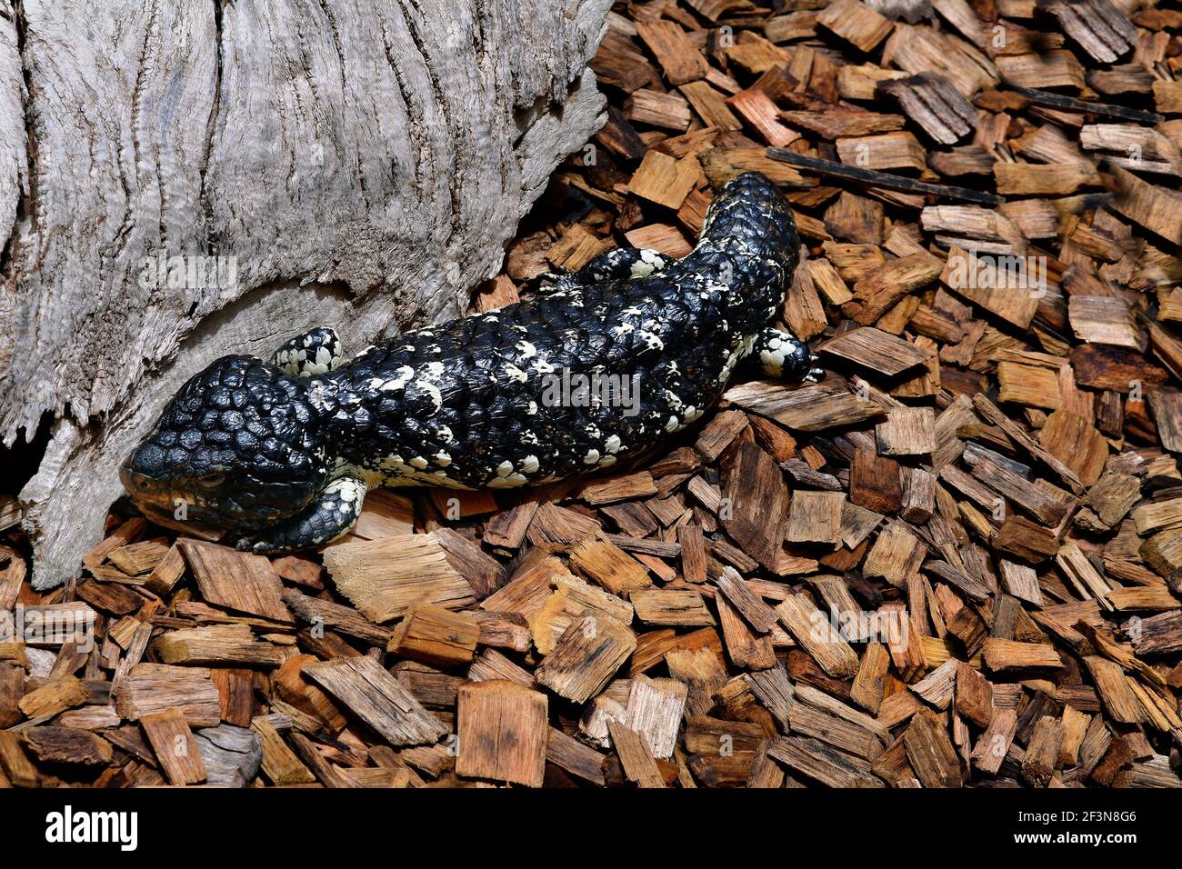 Sleepy lizard hi-res stock photography and images - Alamy