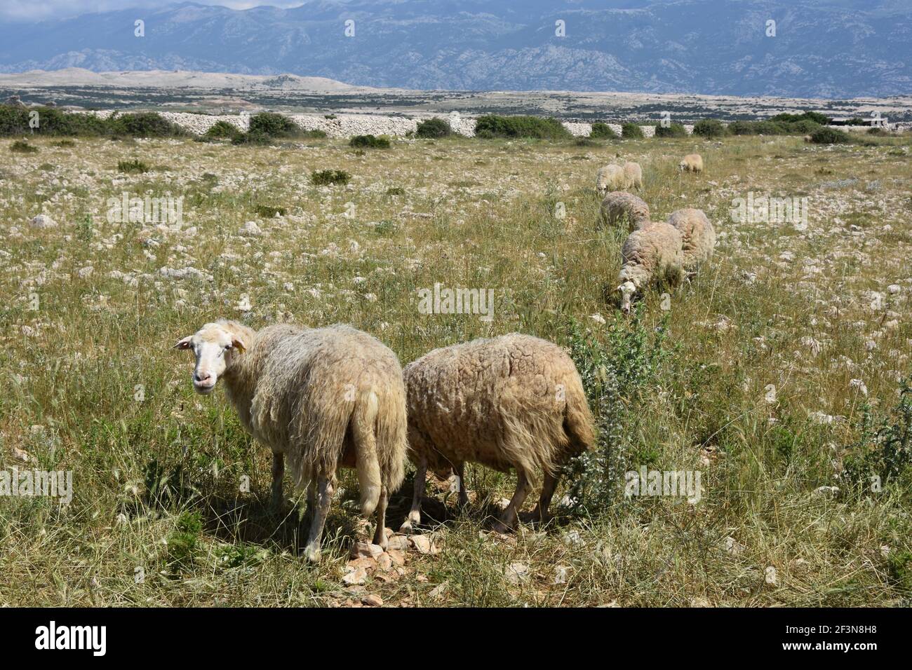 Sheep on the Island of Pag, Croatia Stock Photo - Alamy