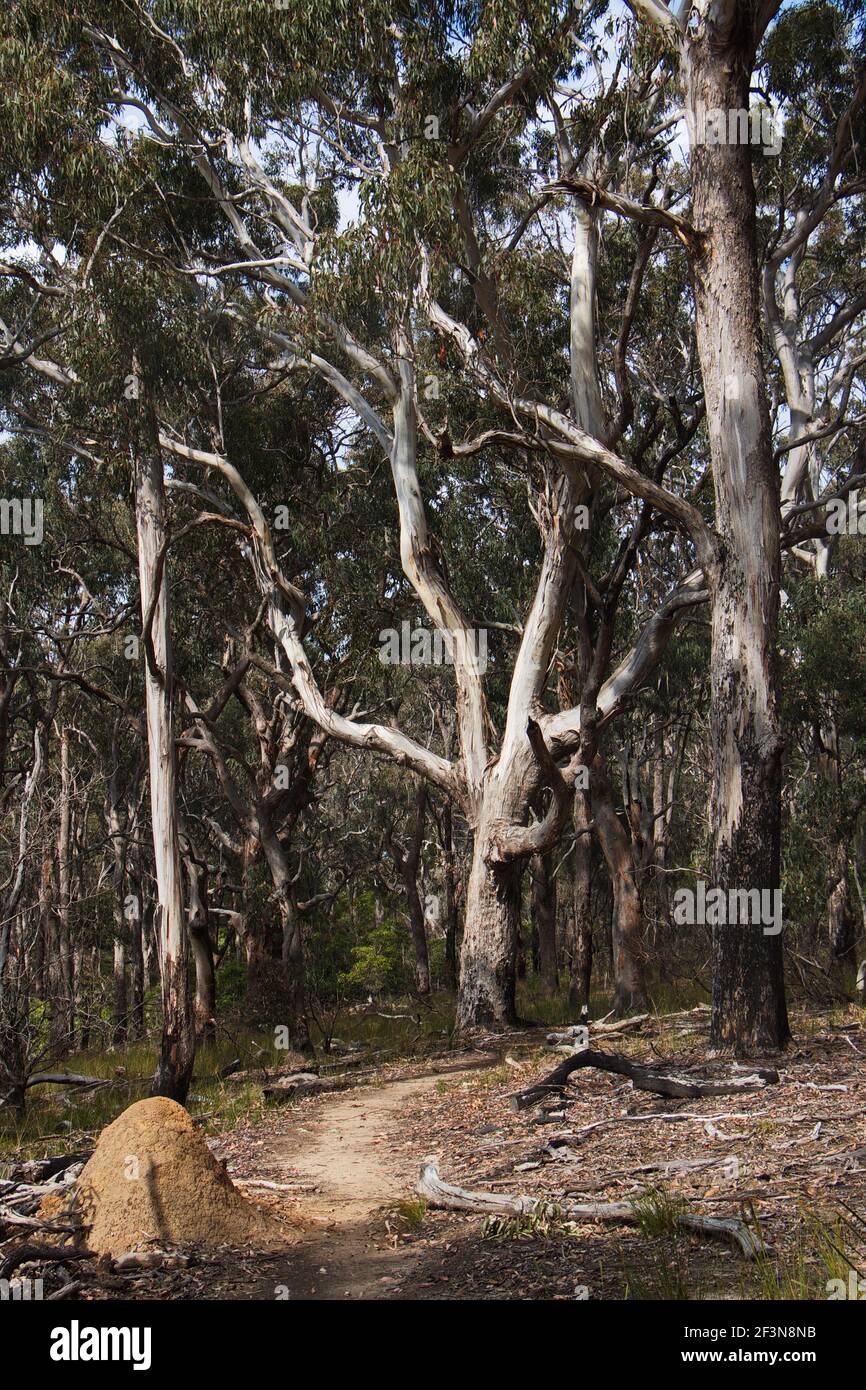 Giant eucalyptus tree in Australia Stock Photo - Alamy