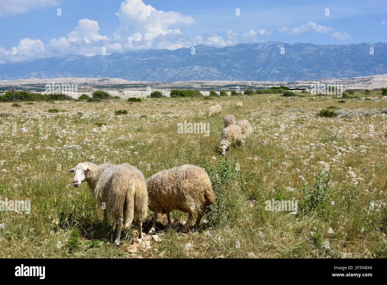 Pag island sheep hi-res stock photography and images - Alamy