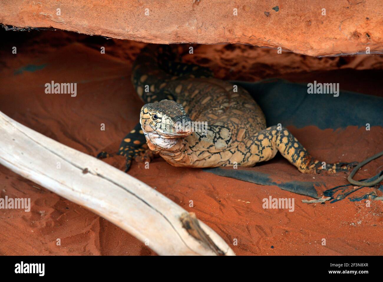 Australia, Perentie - largest monitor in Australia Stock Photo - Alamy