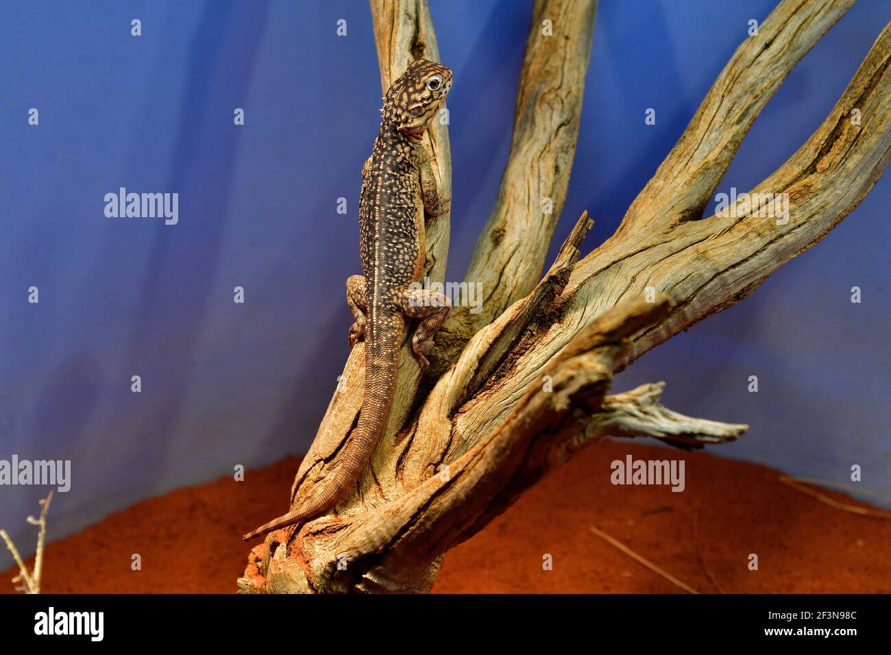 Central netted dragon hi-res stock photography and images - Alamy