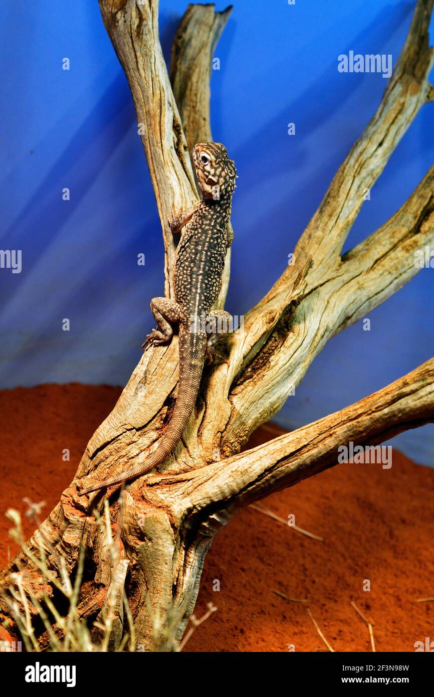 Central netted dragon hi-res stock photography and images - Alamy