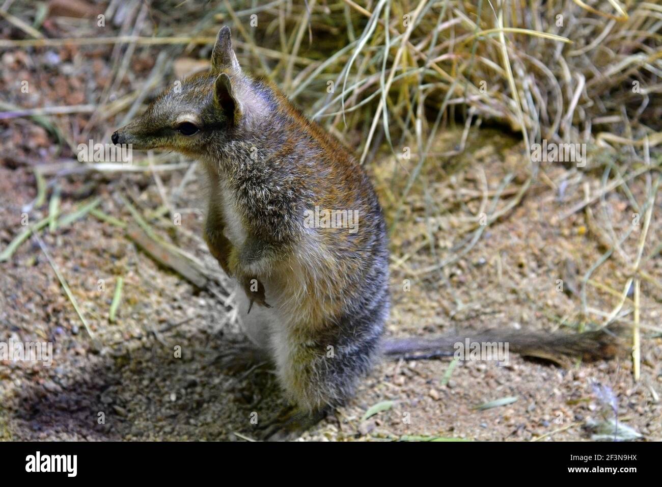 Numbat hi-res stock photography and images - Alamy
