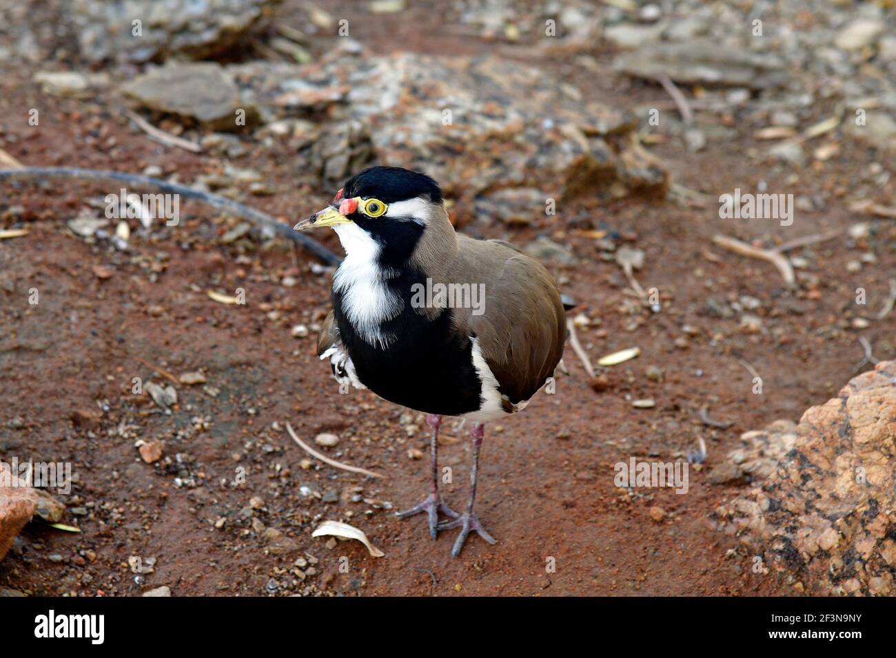 Australia, banded lapwing Stock Photo - Alamy