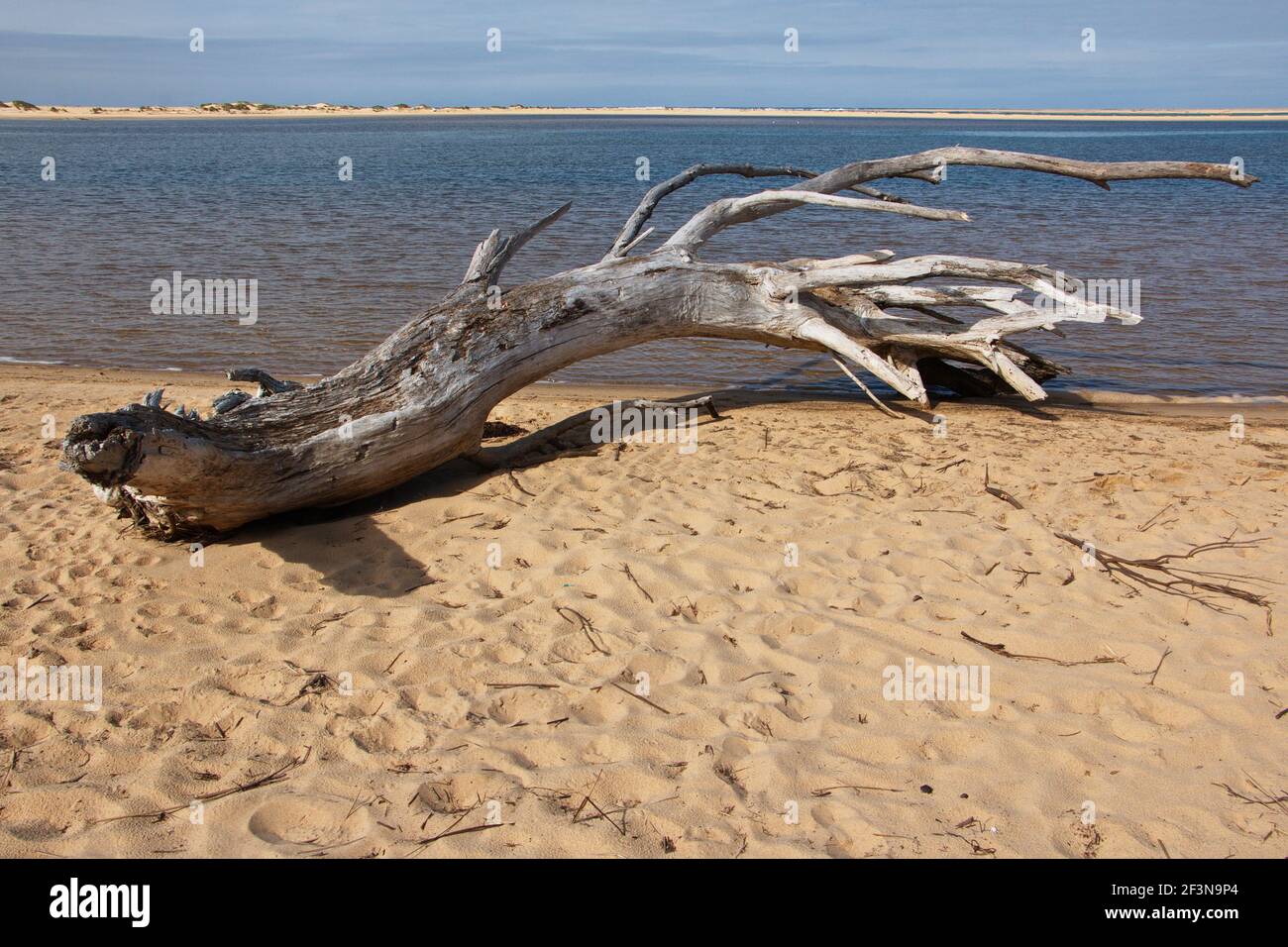 Driftwood on the beach in Marlo in Australia Stock Photo - Alamy