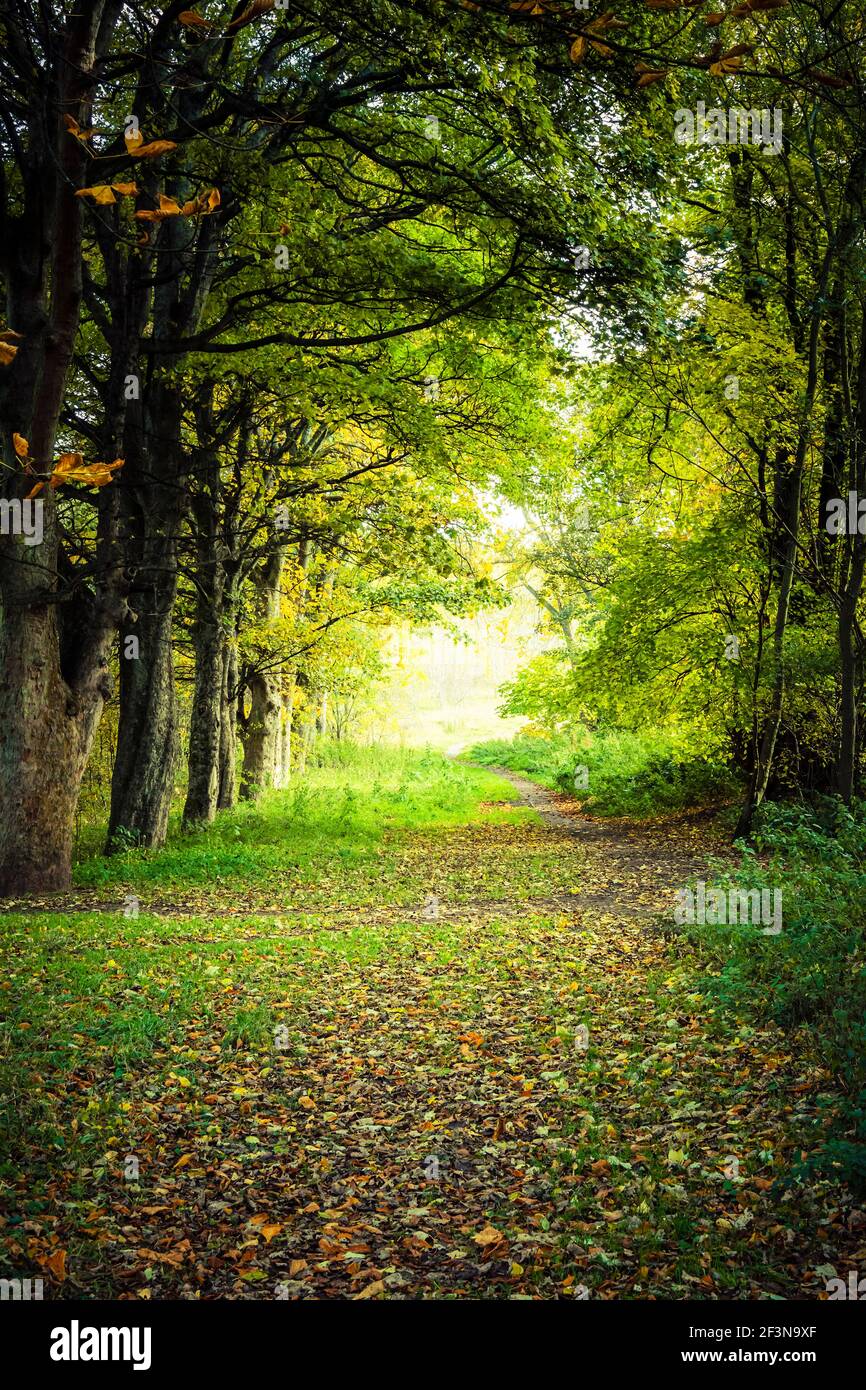 Avenues of trees hi-res stock photography and images - Alamy